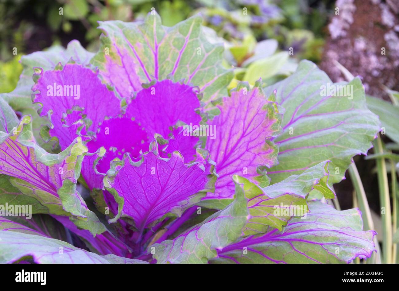 Ornamental cabbage, decorative cabbage 03 Stock Photo - Alamy