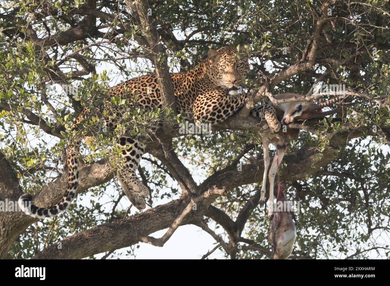 Africa, Kenya, Masai Mara National Reserve, African Leopard (Panthera pardus pardus) in tree ...