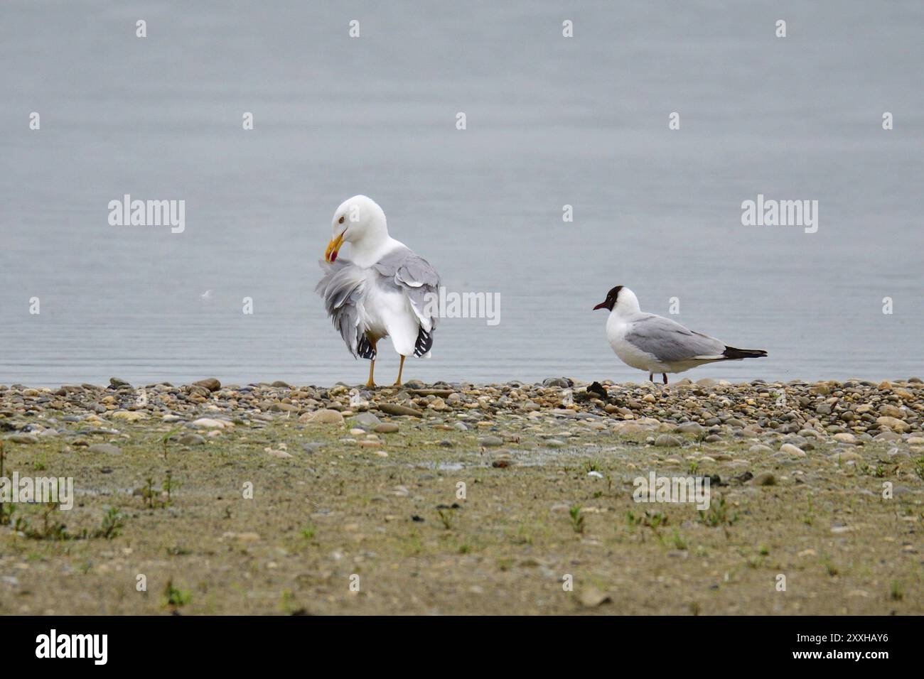 Mediterranean gull and black-headed gull in size comparison. Black ...