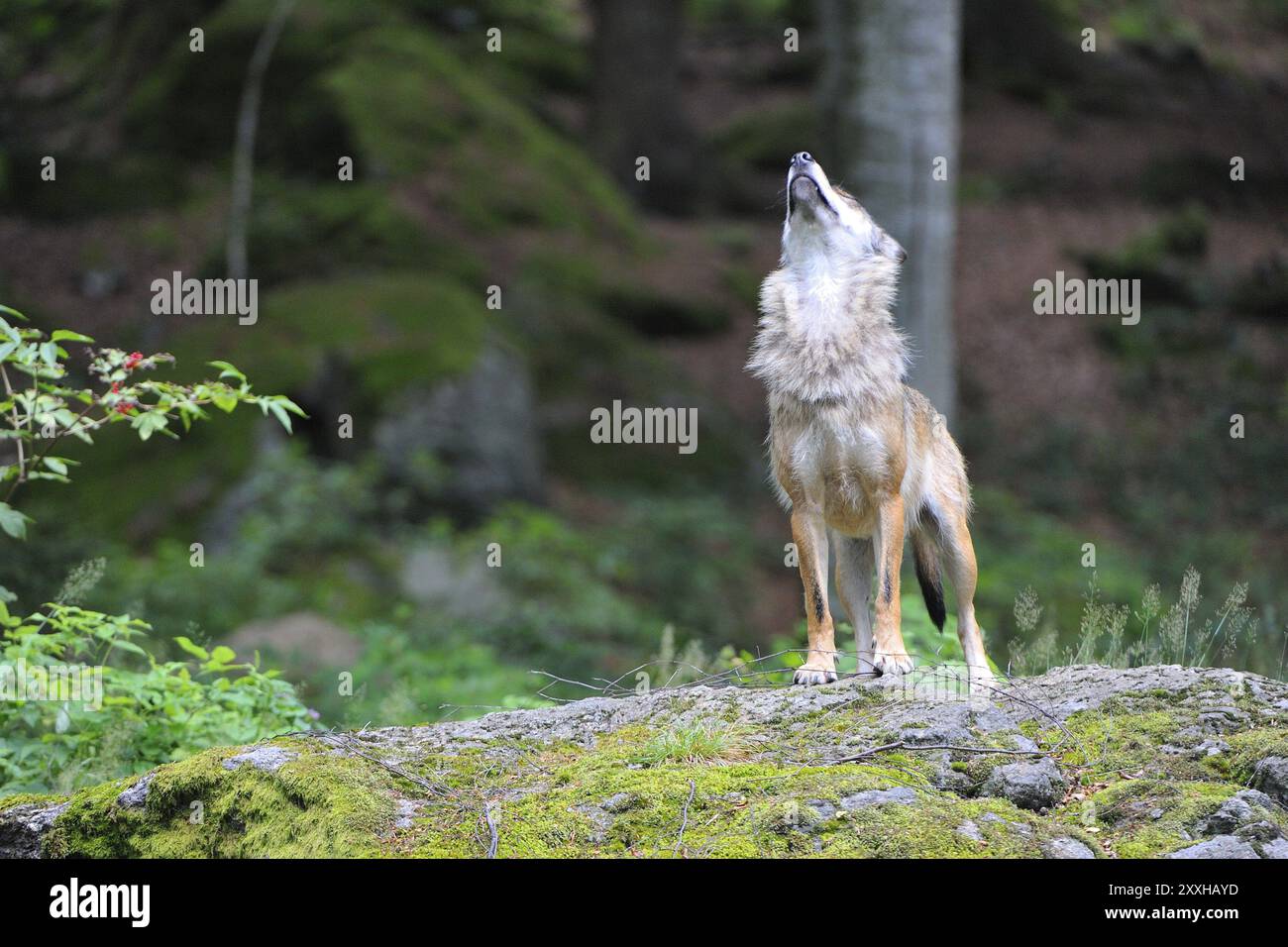 European gray wolf (Canis lupus lupus) howling european gray wolf ...