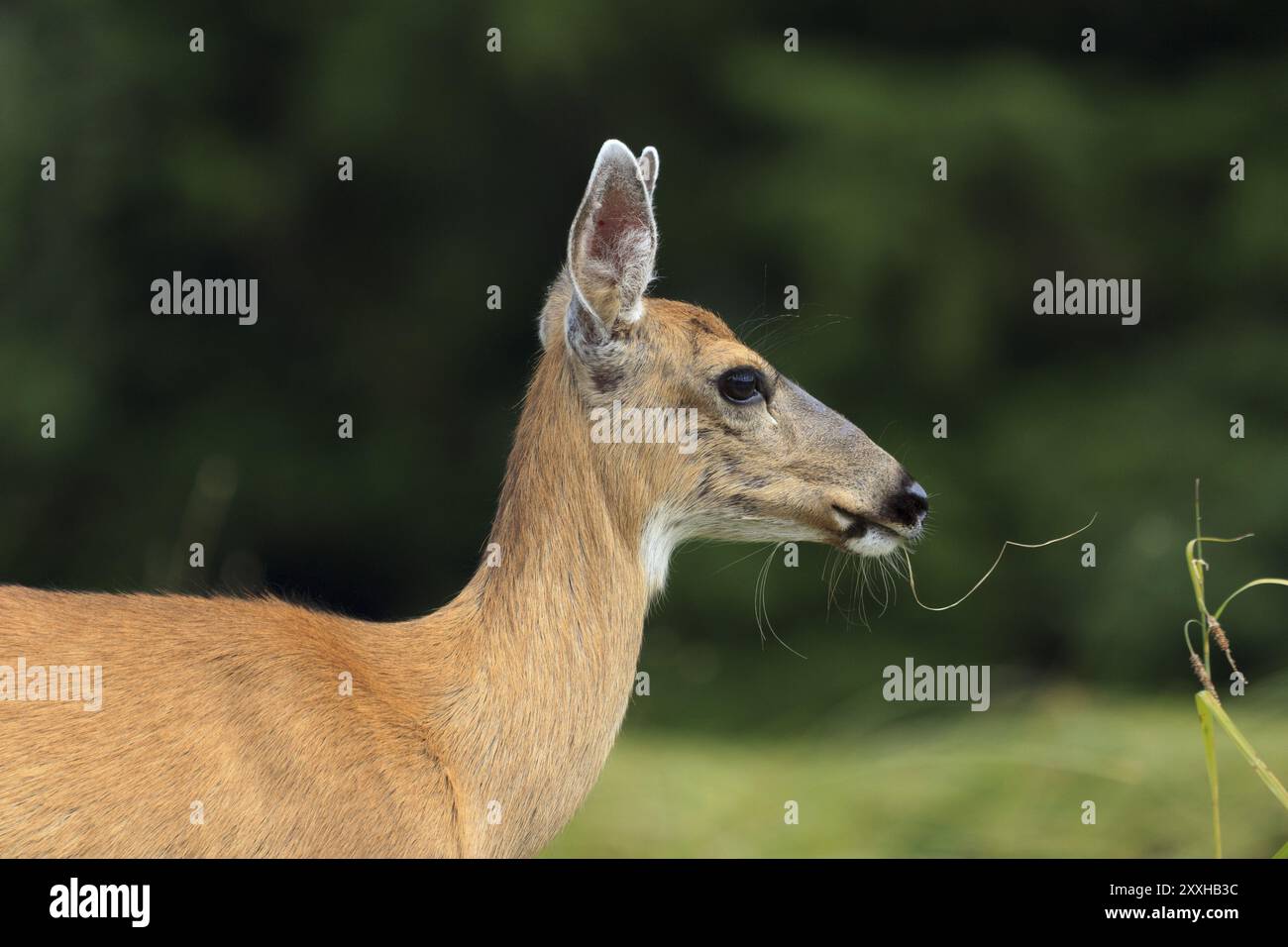 Maultierhirsch hi-res stock photography and images - Alamy