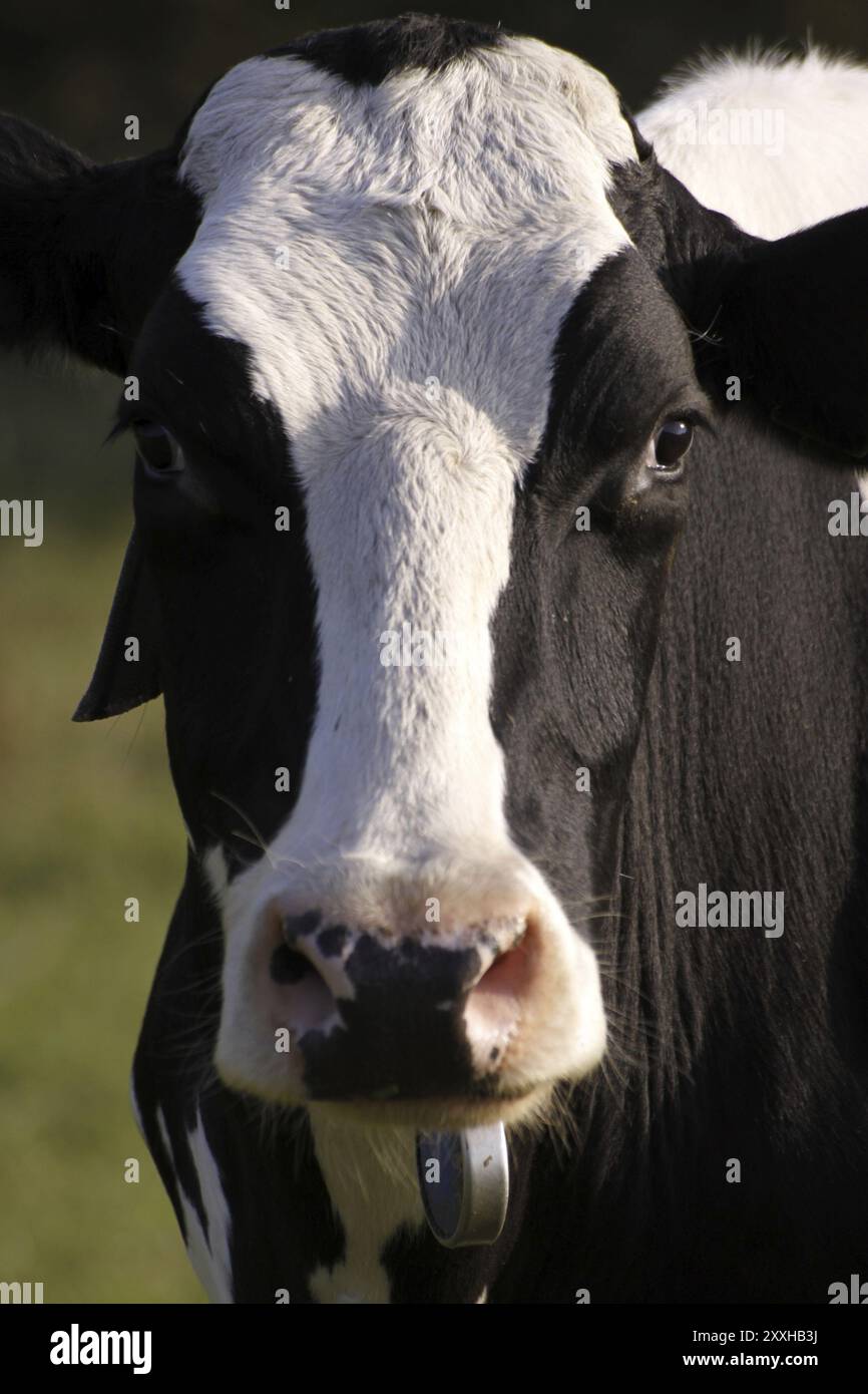 Spotted cow hi-res stock photography and images - Alamy