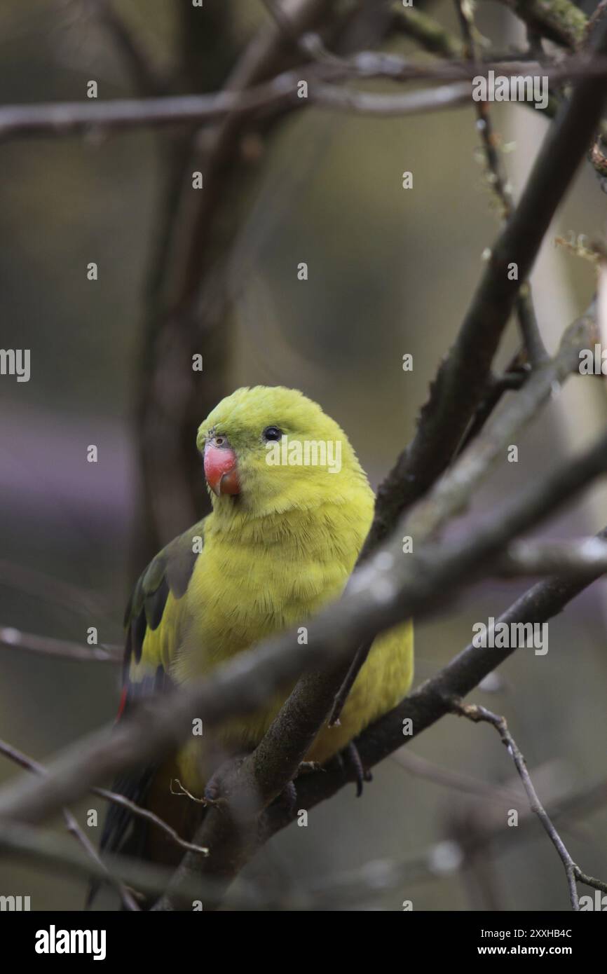 Domestic and wild animals hi-res stock photography and images - Alamy