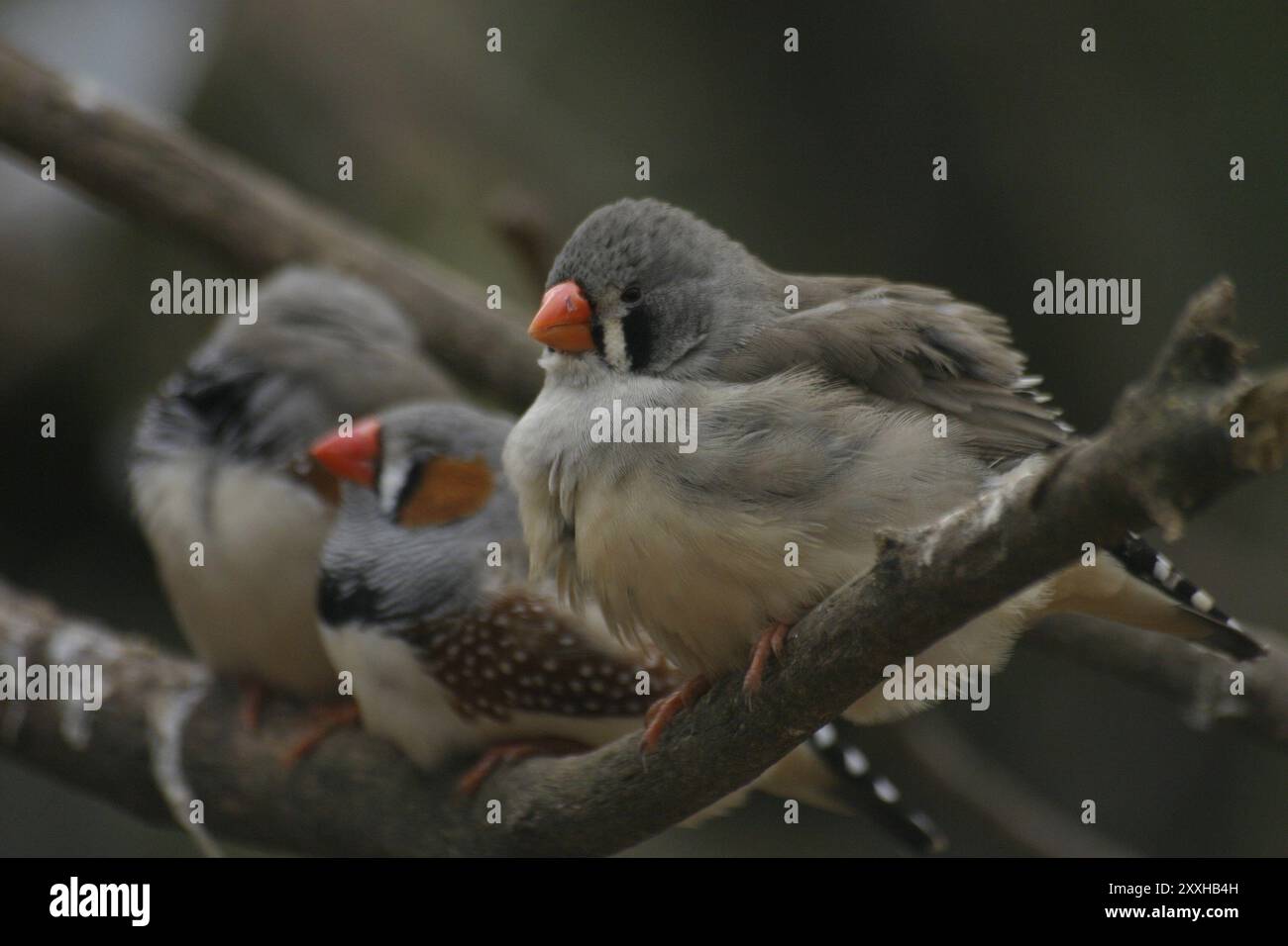 Australian finches hi-res stock photography and images - Alamy