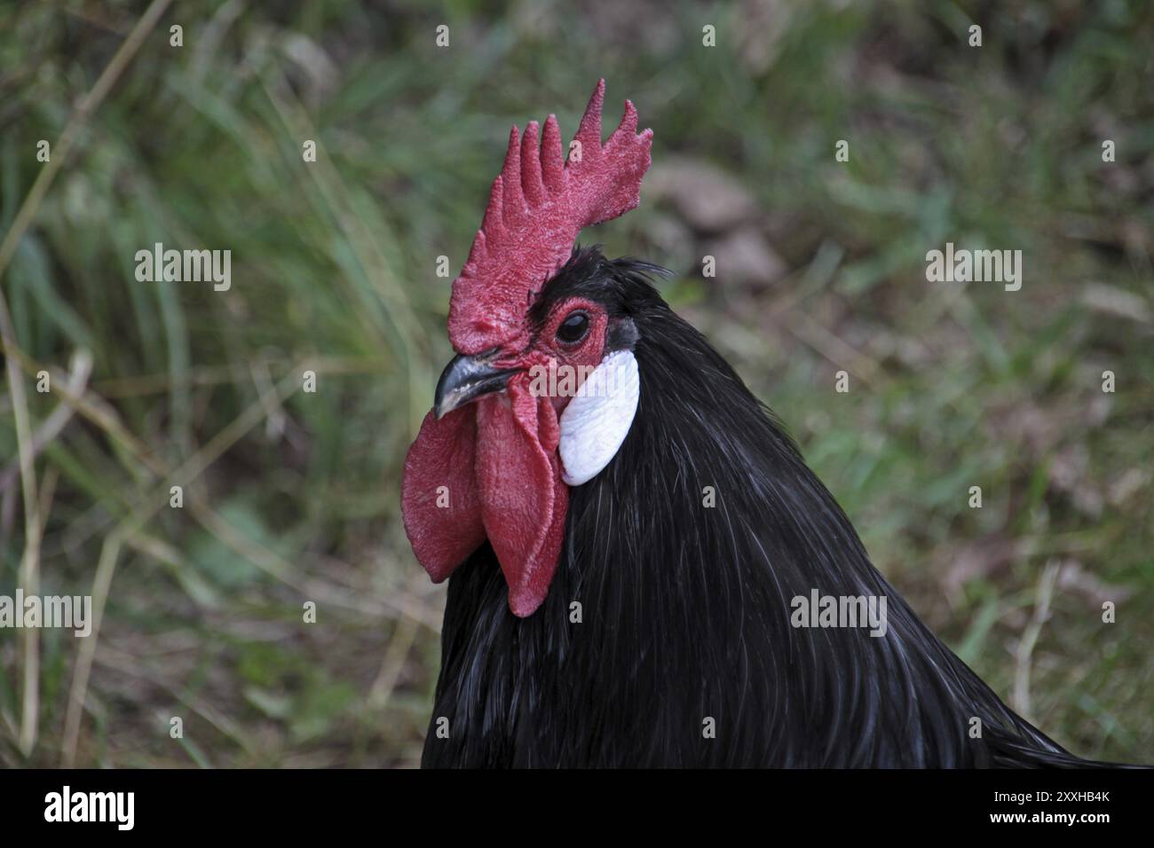 Rooster breeding hi-res stock photography and images - Alamy