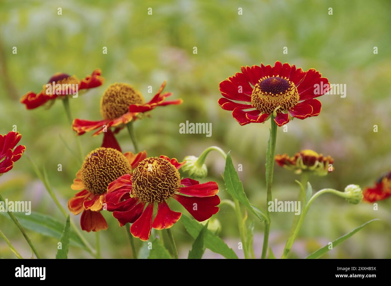 Sunflower, Helenium flower in summer garden Stock Photo - Alamy
