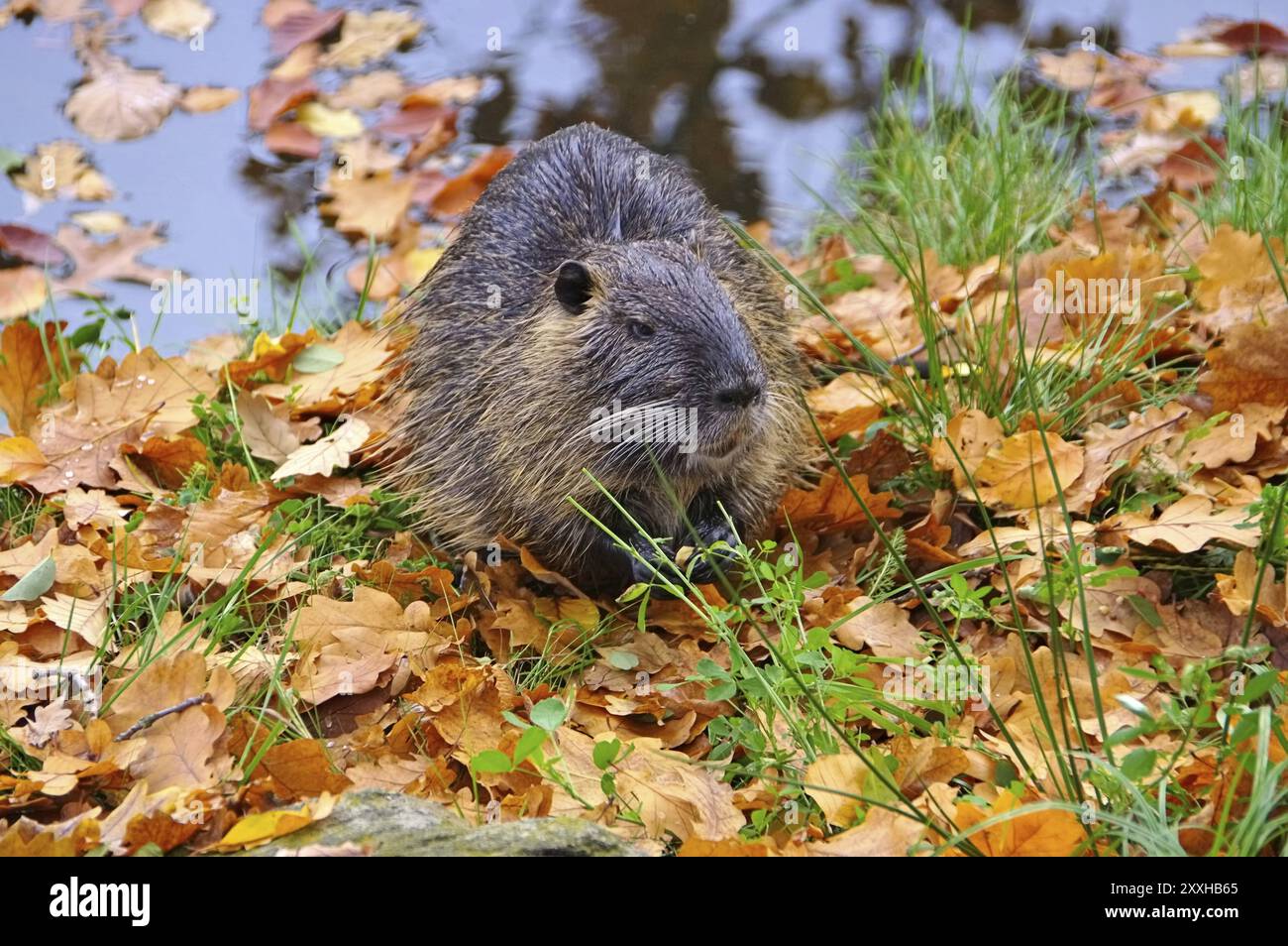 A Nutria at the water, wild Nutria, Coypu (Mycastor coypus) on river ...