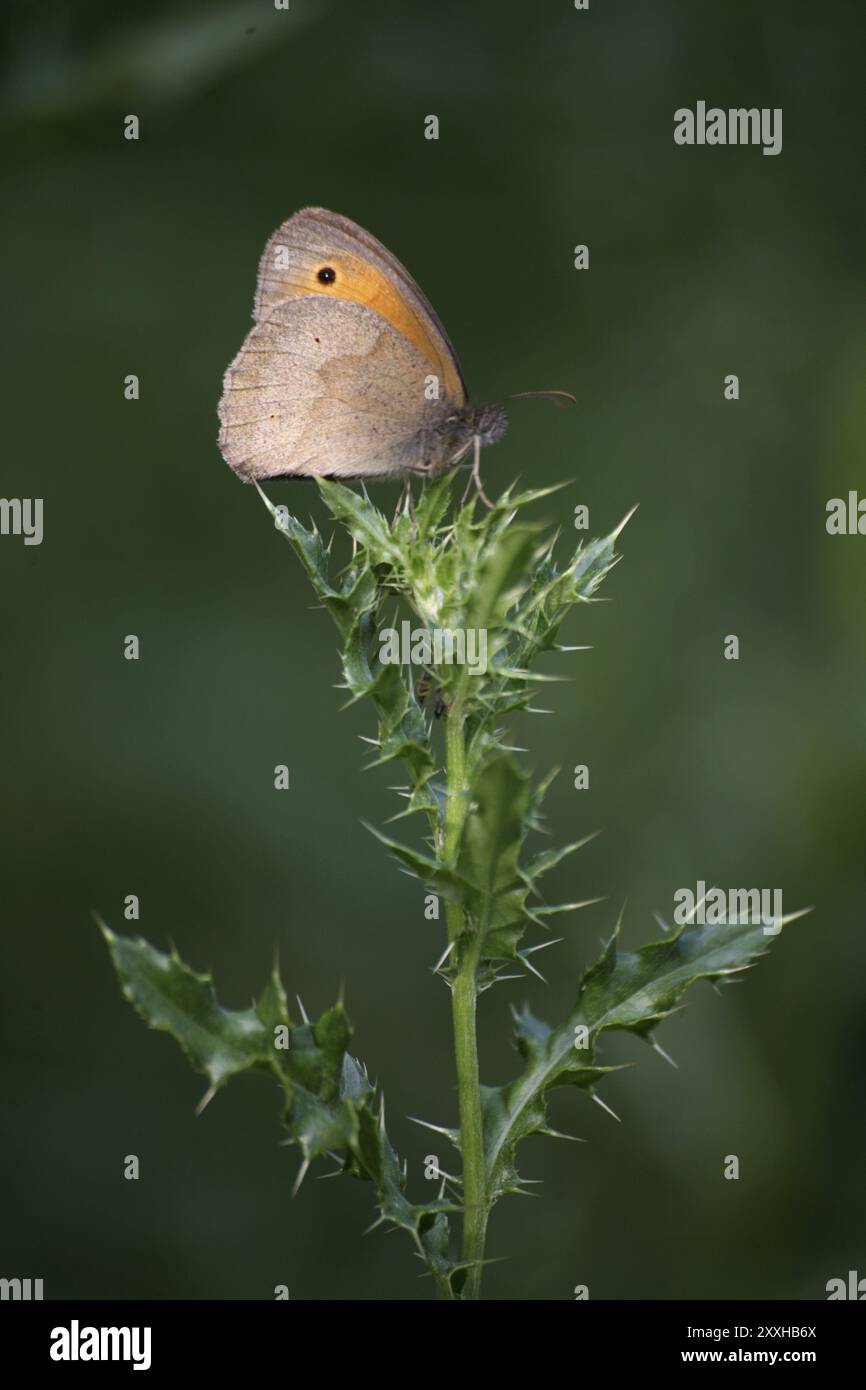 One of our most common butterflies Stock Photo - Alamy