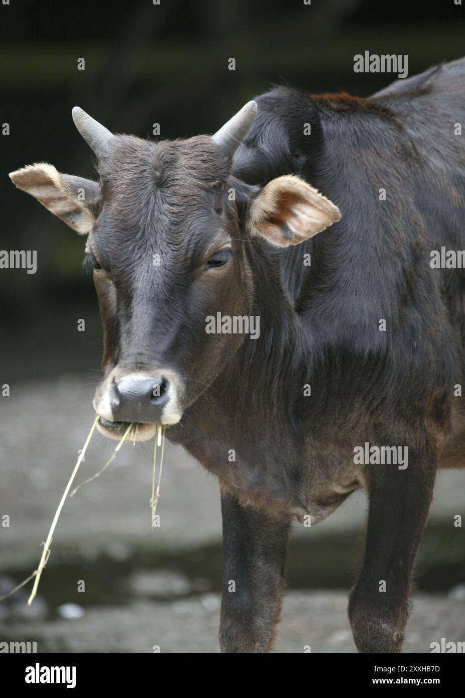 Humpback cattle bos indicus hi-res stock photography and images - Alamy