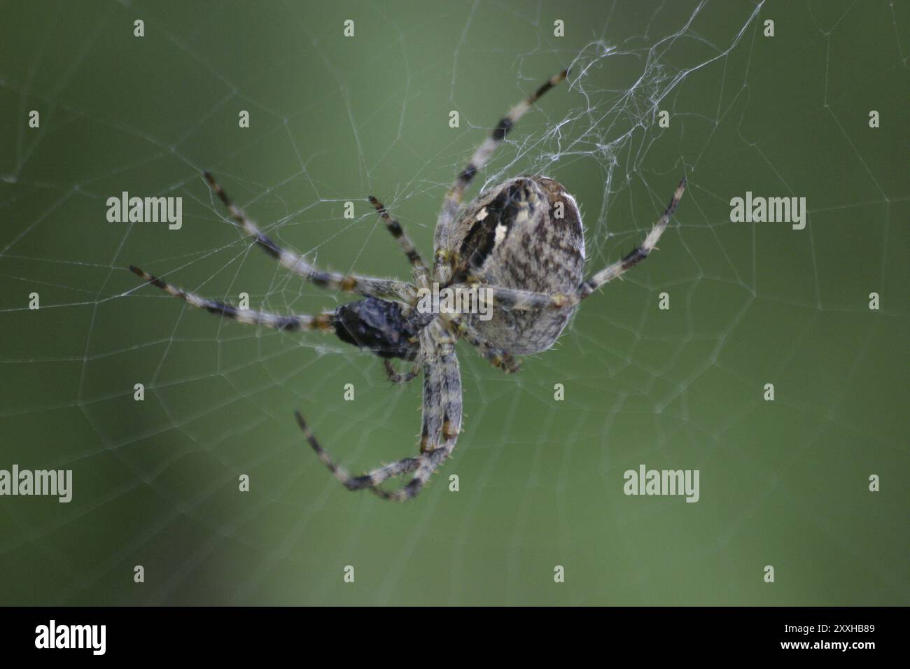 Cross spider with prey Stock Photo - Alamy