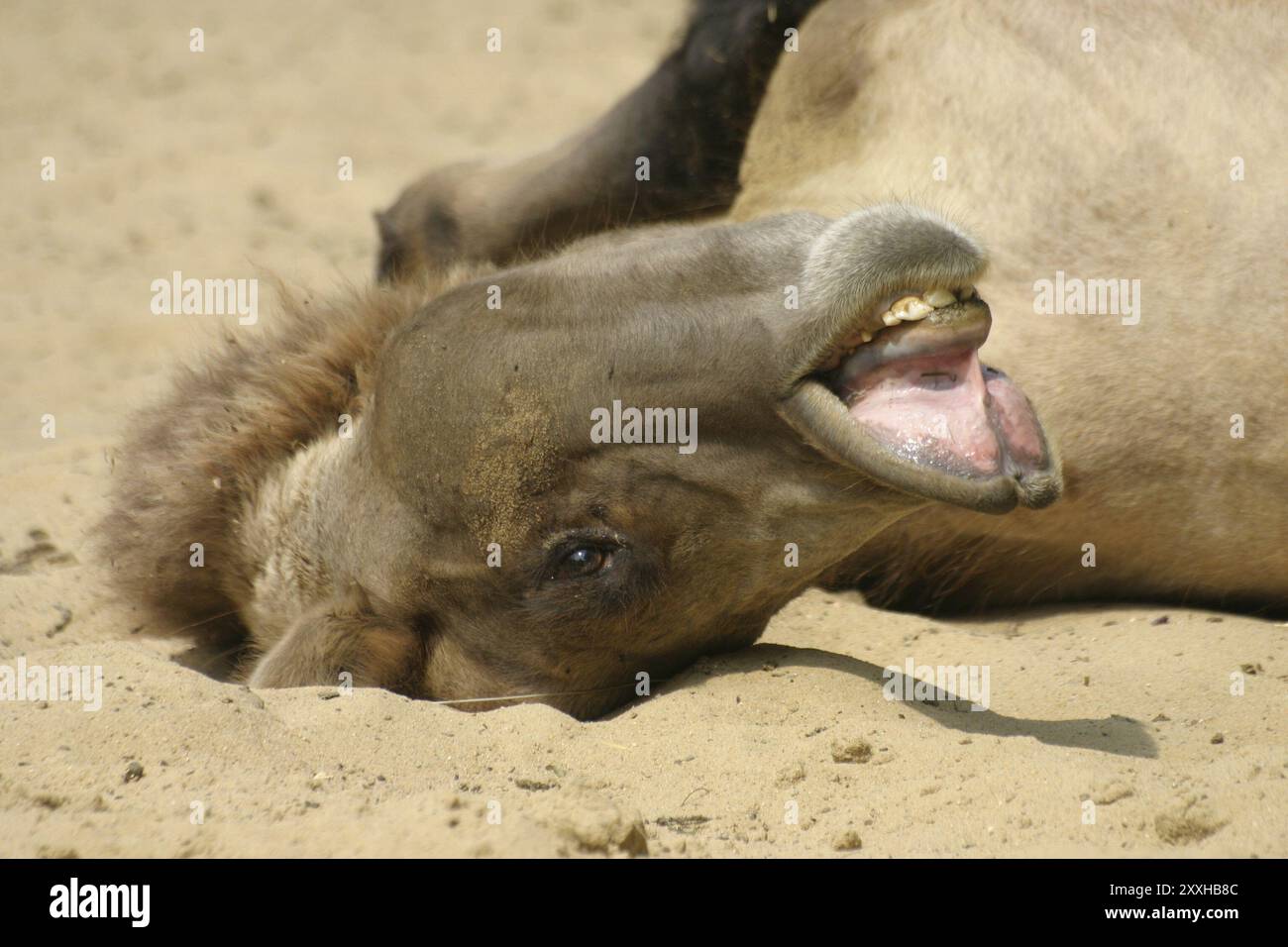 Bactrian camel, rolling in the sand Stock Photo - Alamy