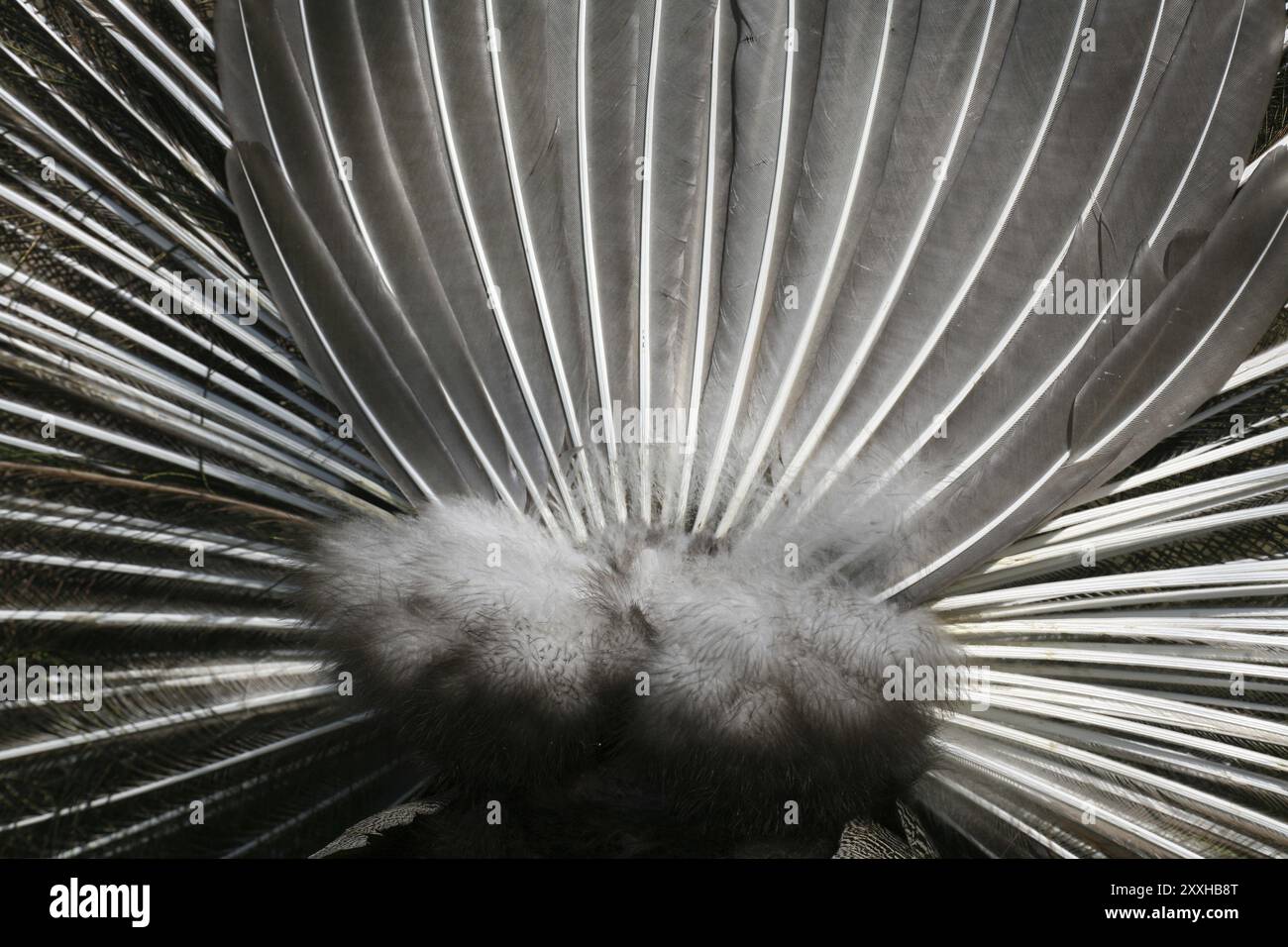 Animal bum hi-res stock photography and images - Alamy