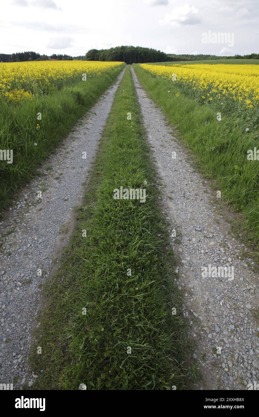 Path through rapeseed fields Stock Photo - Alamy