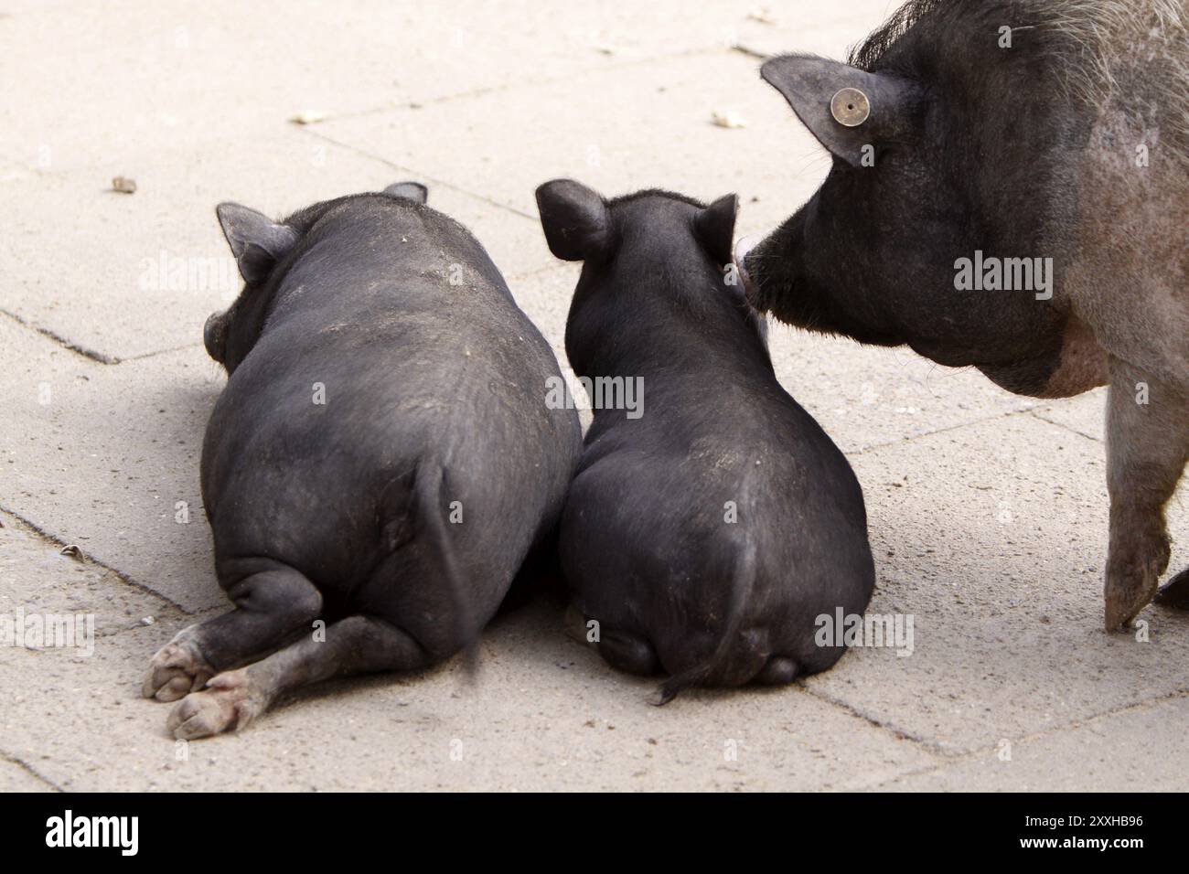 Lying pigs from behind Stock Photo - Alamy