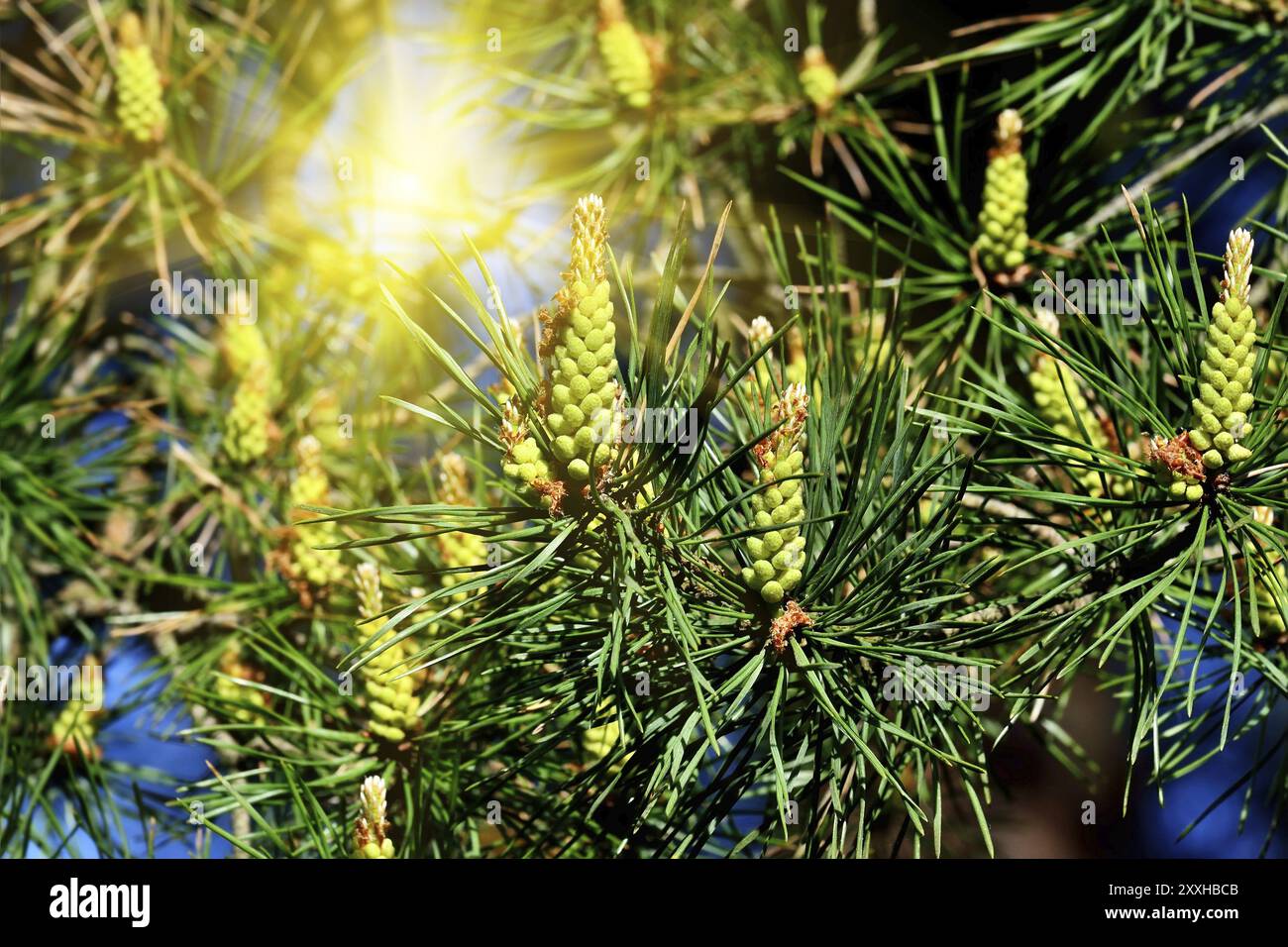 Pinus mugo. Needles and buds close up Stock Photo - Alamy