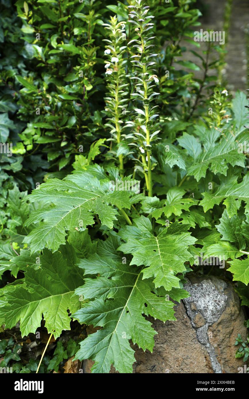 Acanthus hungaricus, Hungarian hogweed, Balkan hogweed, Heracleum ...