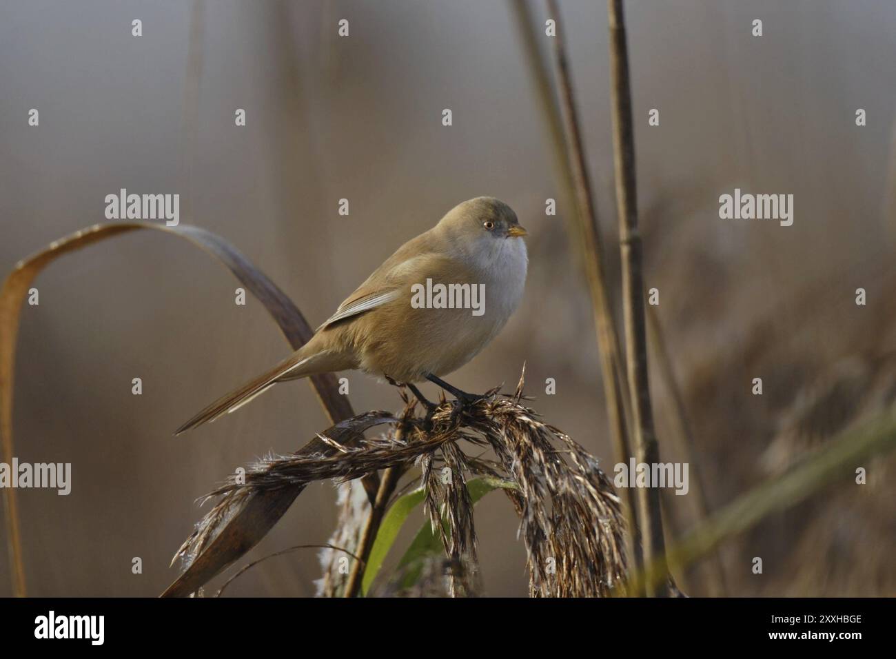 Bearded tit, female, Panurus biarmicus, bearded reedling, female Stock ...