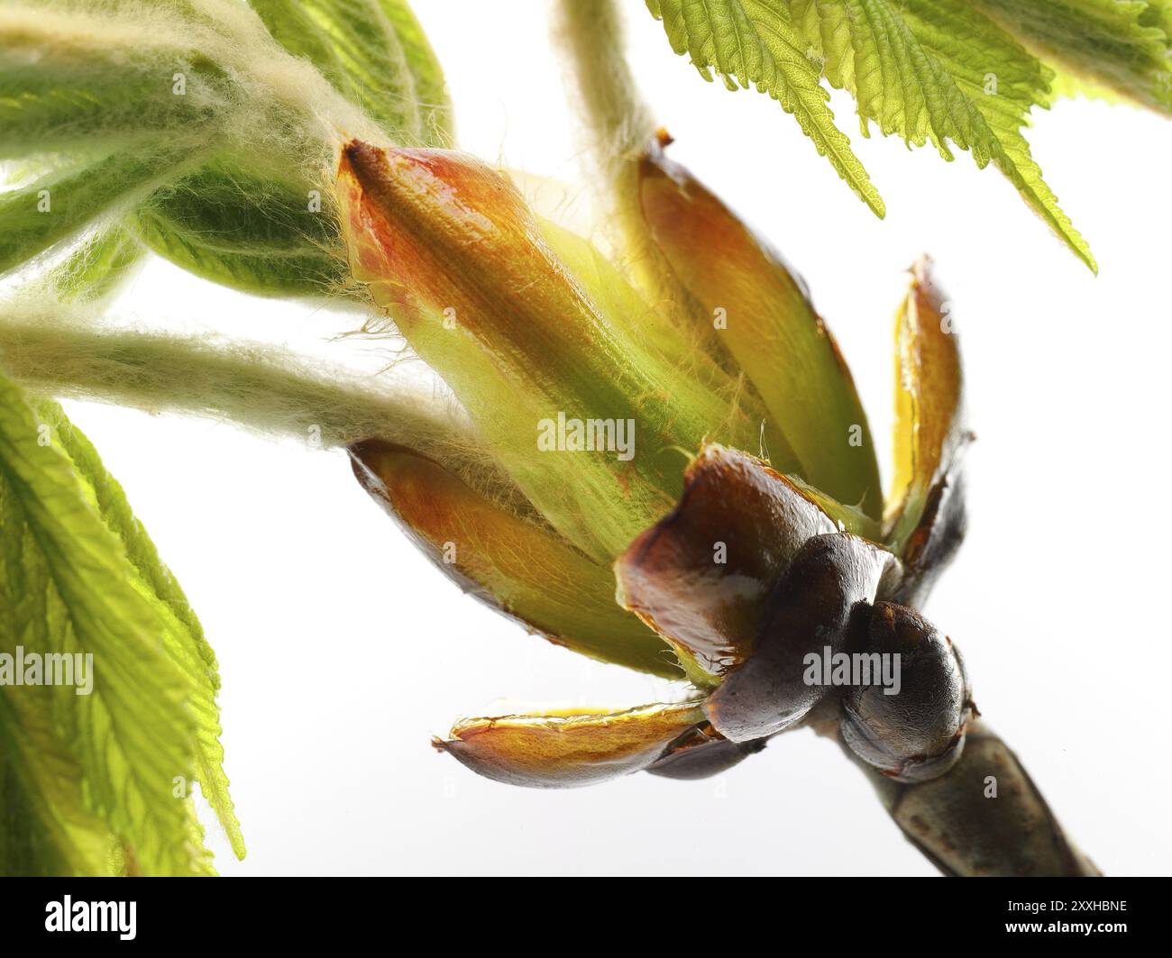 Chestnut, common horse-chestnut (Aesculus hippocastanum), sticky bud ...