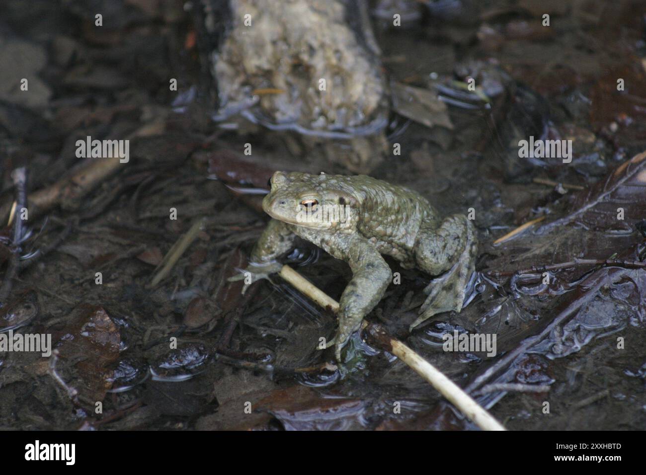 Common toad in a pond Stock Photo - Alamy