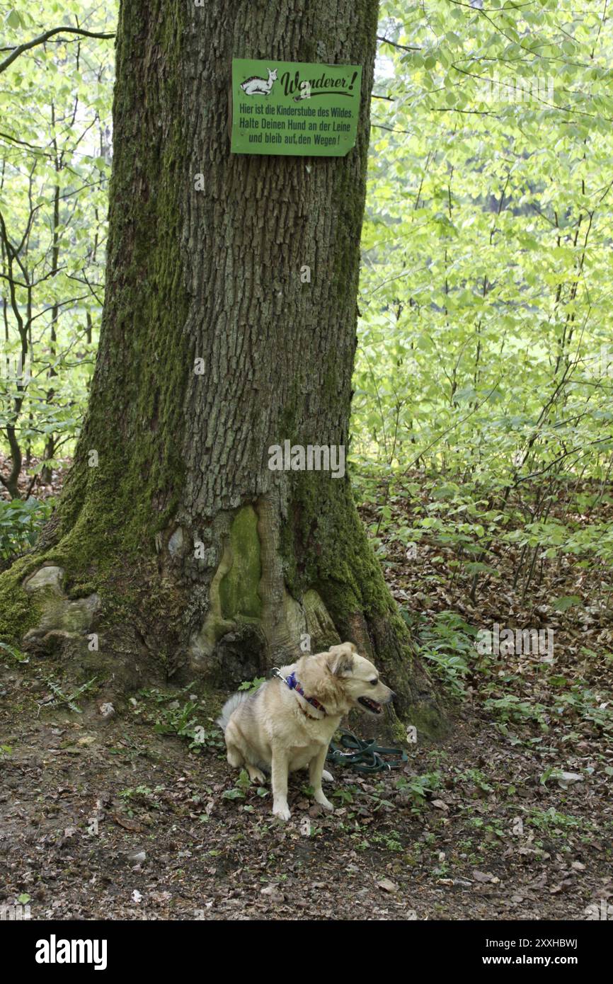 Sign in a forest Stock Photo - Alamy
