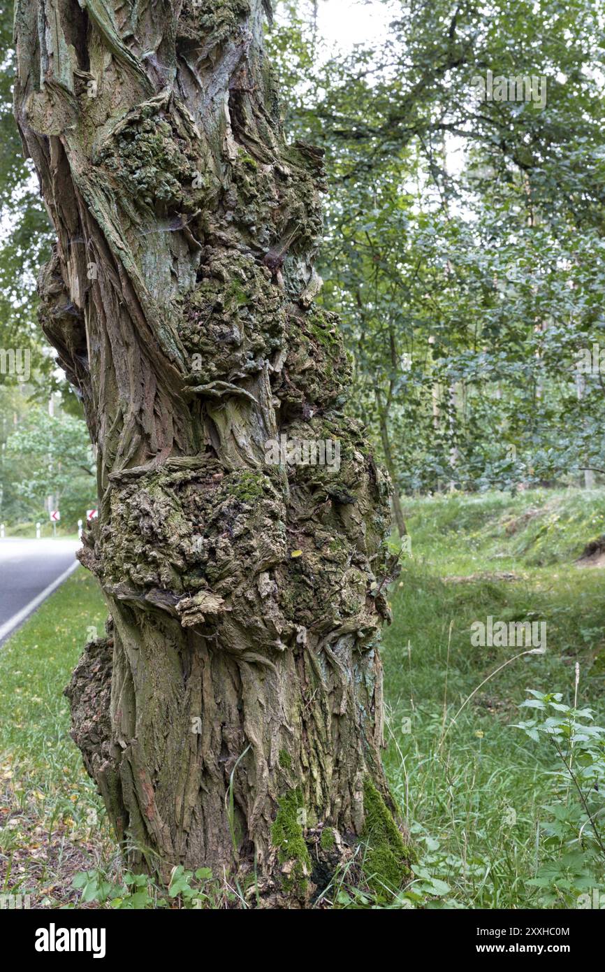 Acacia tree trunk hi-res stock photography and images - Alamy