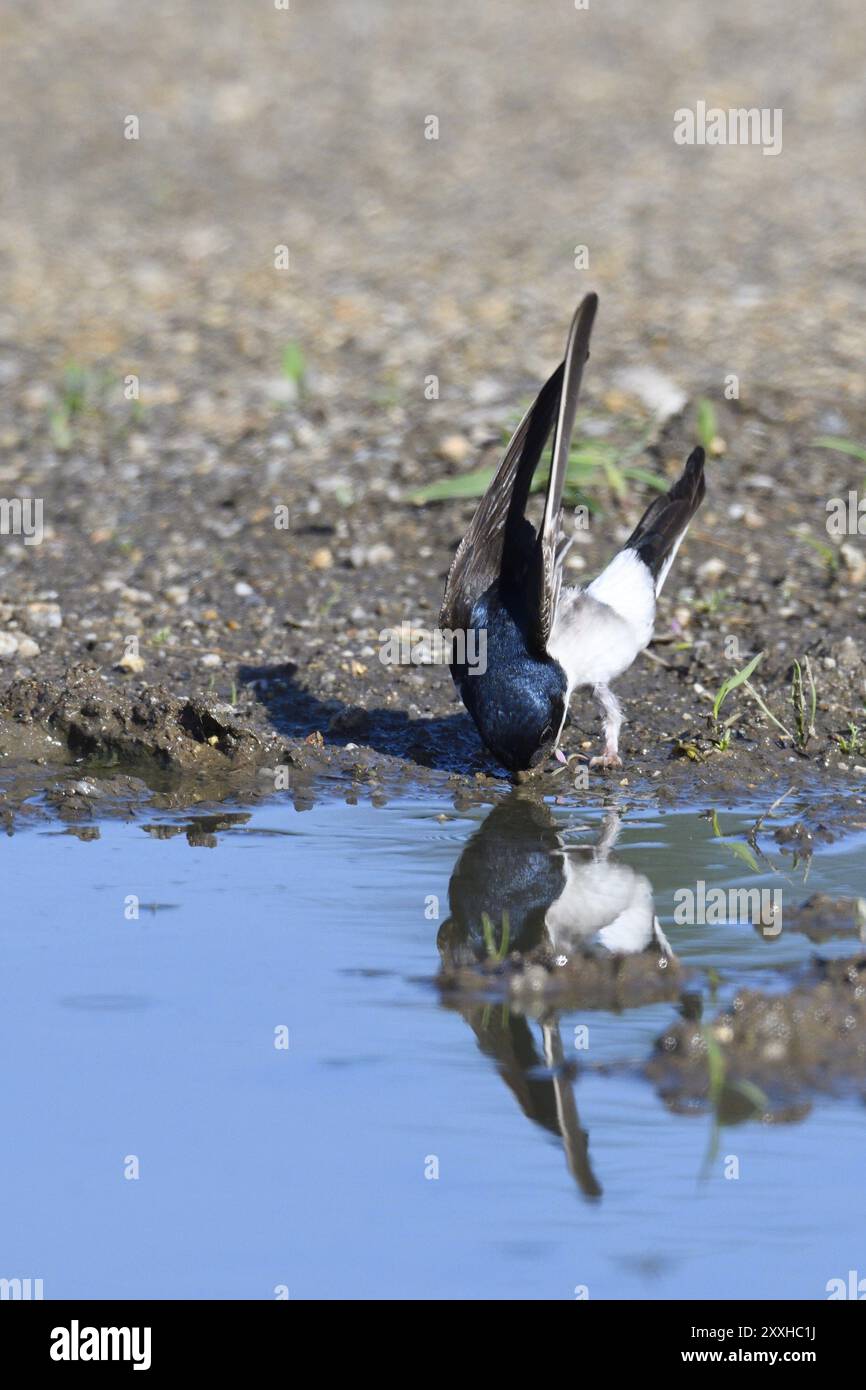 Common House Martin with nesting material. House Martin with nesting ...