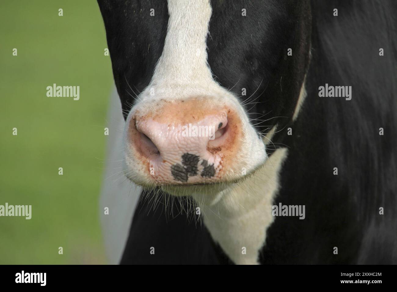 Cow snout cows hi-res stock photography and images - Alamy
