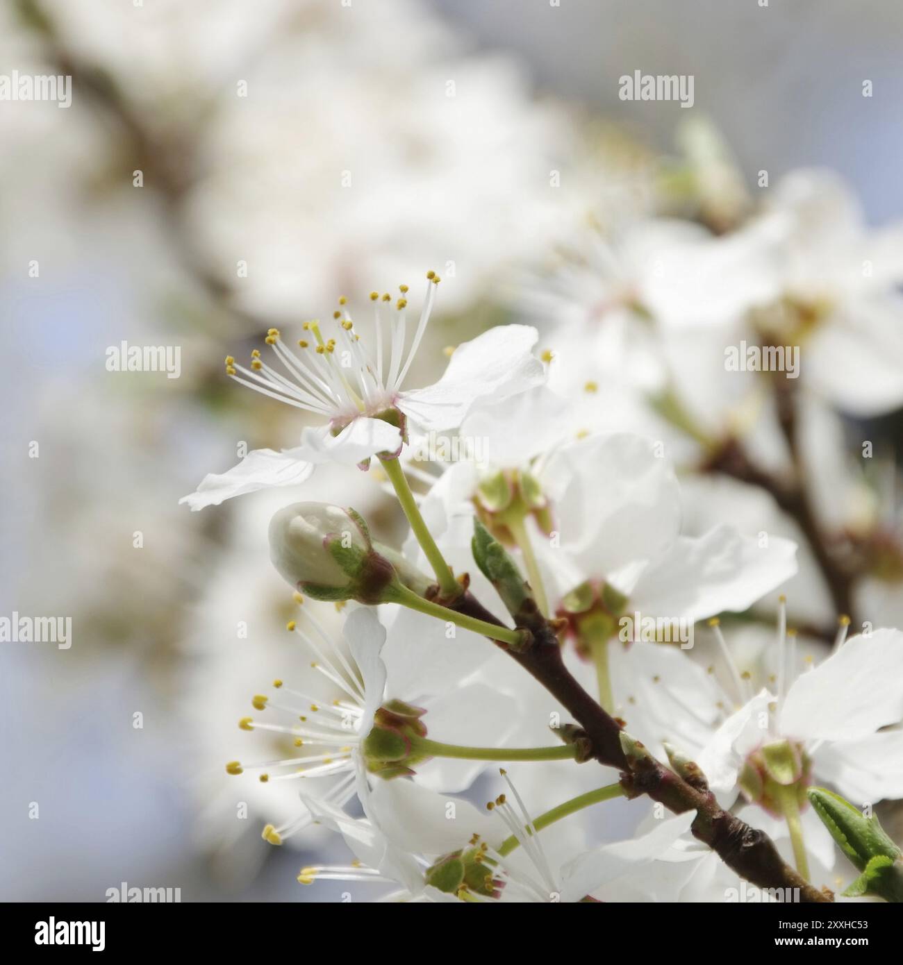 Tree plum tree hi-res stock photography and images - Alamy