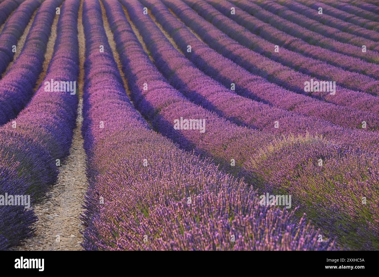 Lavender field, Lavender fields 15 Stock Photo - Alamy