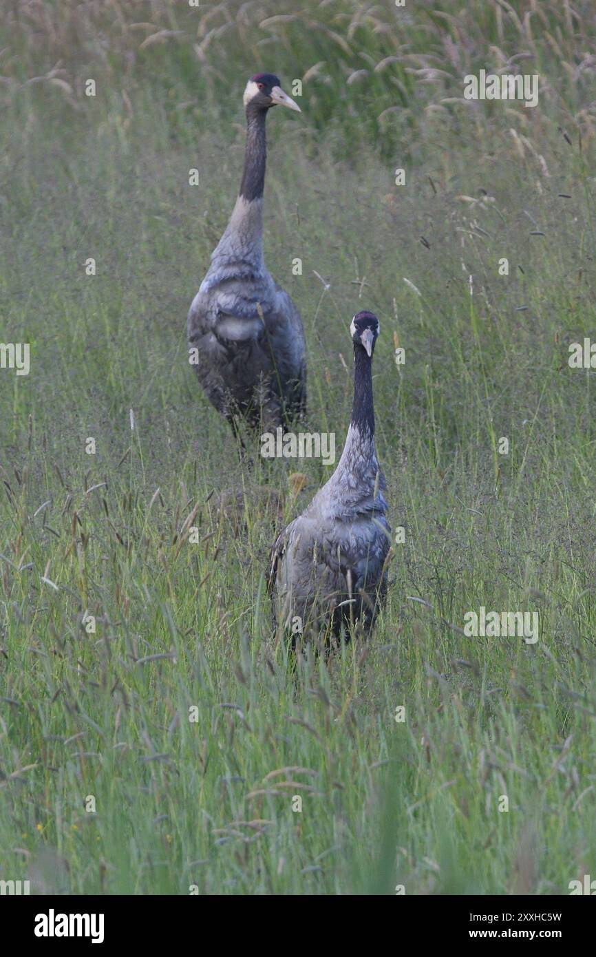 Common Crane family in a meadow Stock Photo - Alamy
