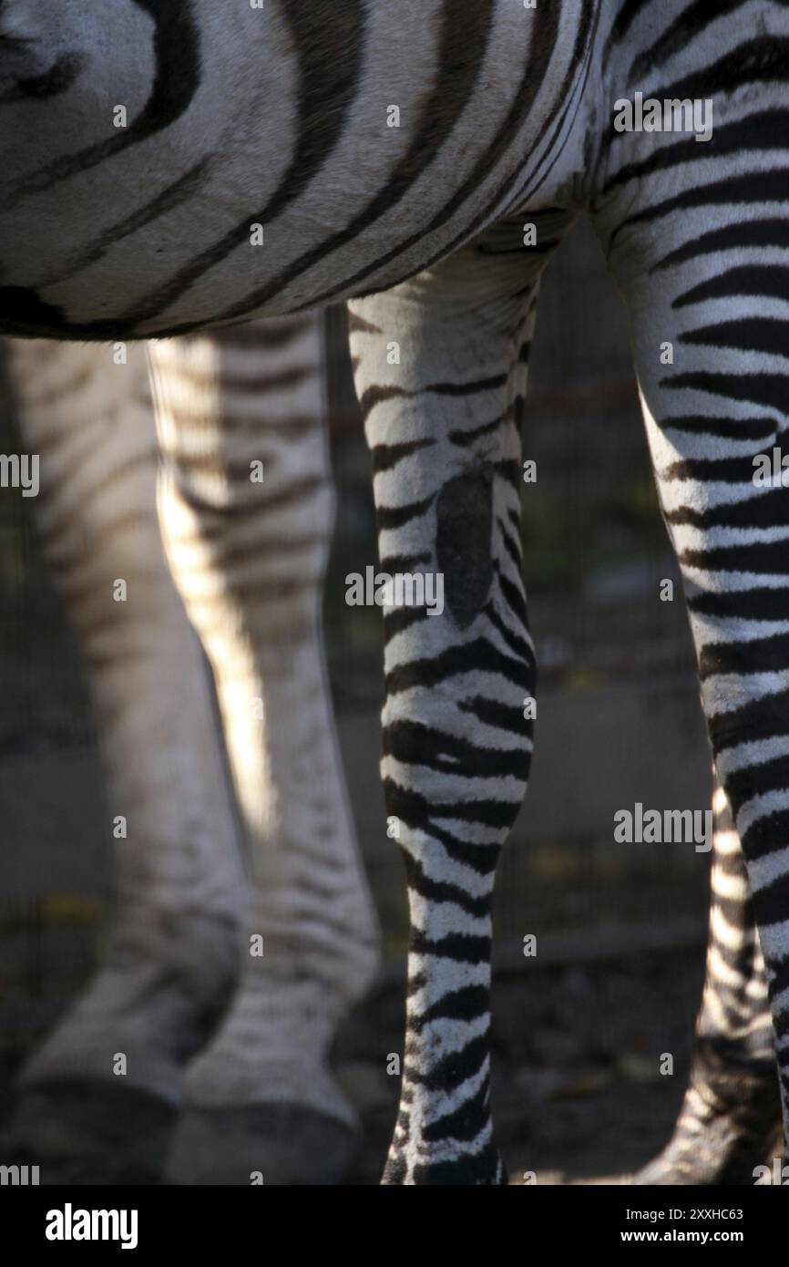 Legs of Grantzebras Stock Photo - Alamy