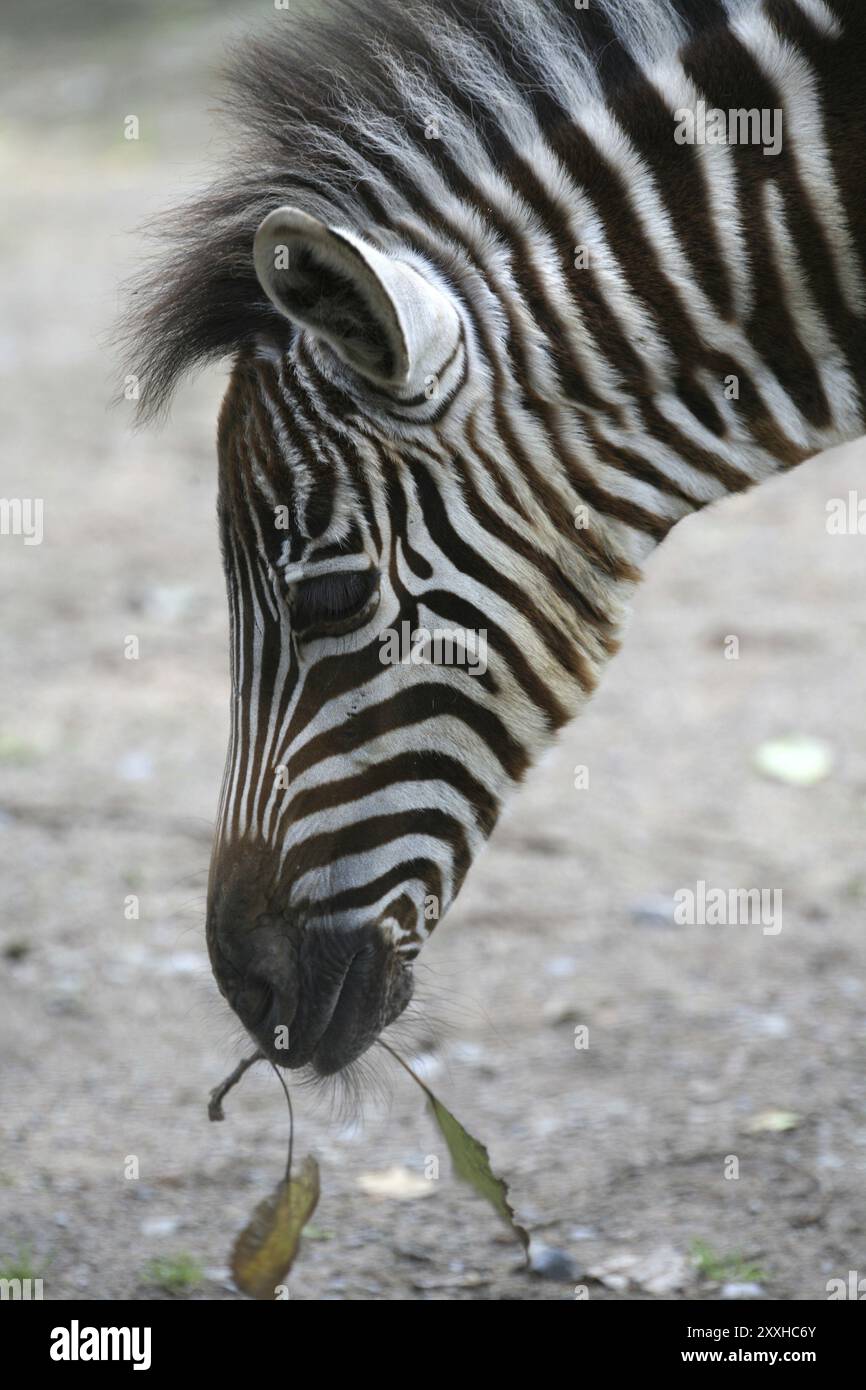 Equus quagga boehmi with cub hi-res stock photography and images - Alamy