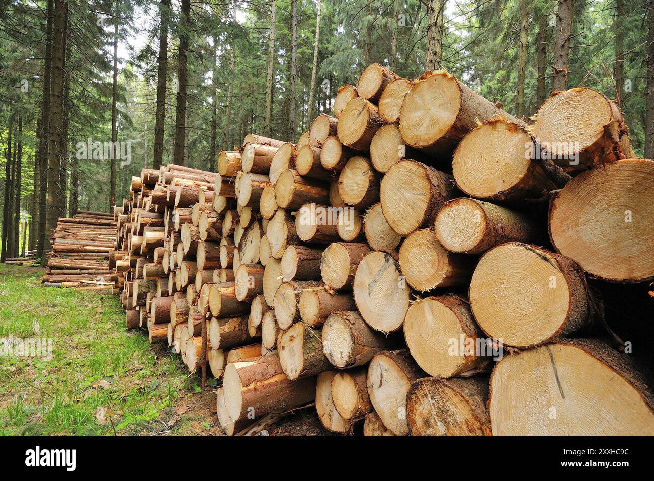 Closeup freshly cut tree hi-res stock photography and images - Alamy