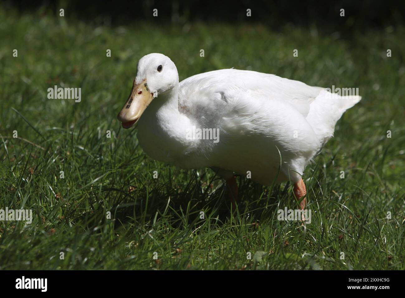 Mallard indian runner duck hi-res stock photography and images - Alamy