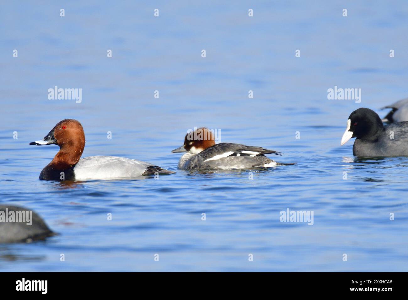 Red breasted merganser winter hi-res stock photography and images - Alamy