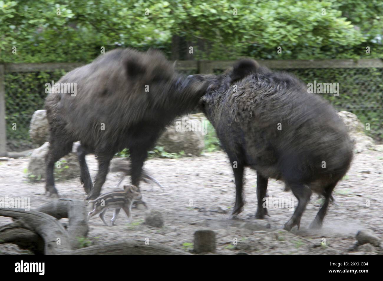 Fighting wild boar Stock Photo - Alamy
