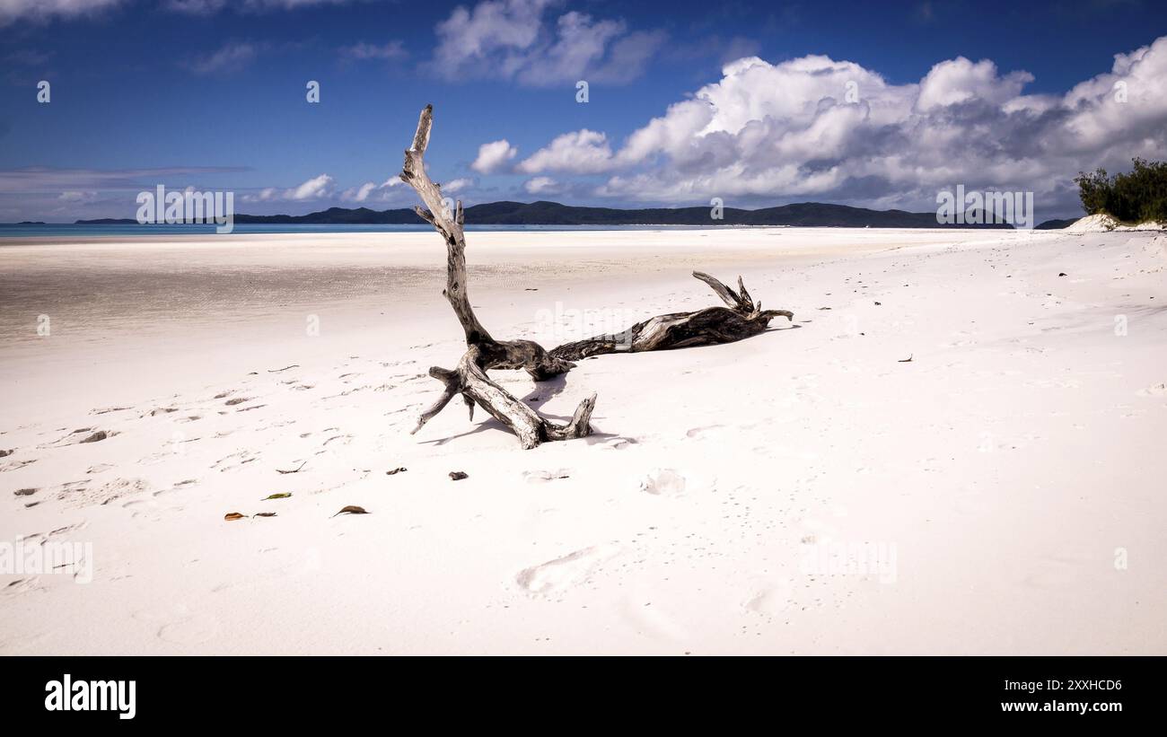A tree trunk is sitting on white sand on a wide beach at Whitehaven ...