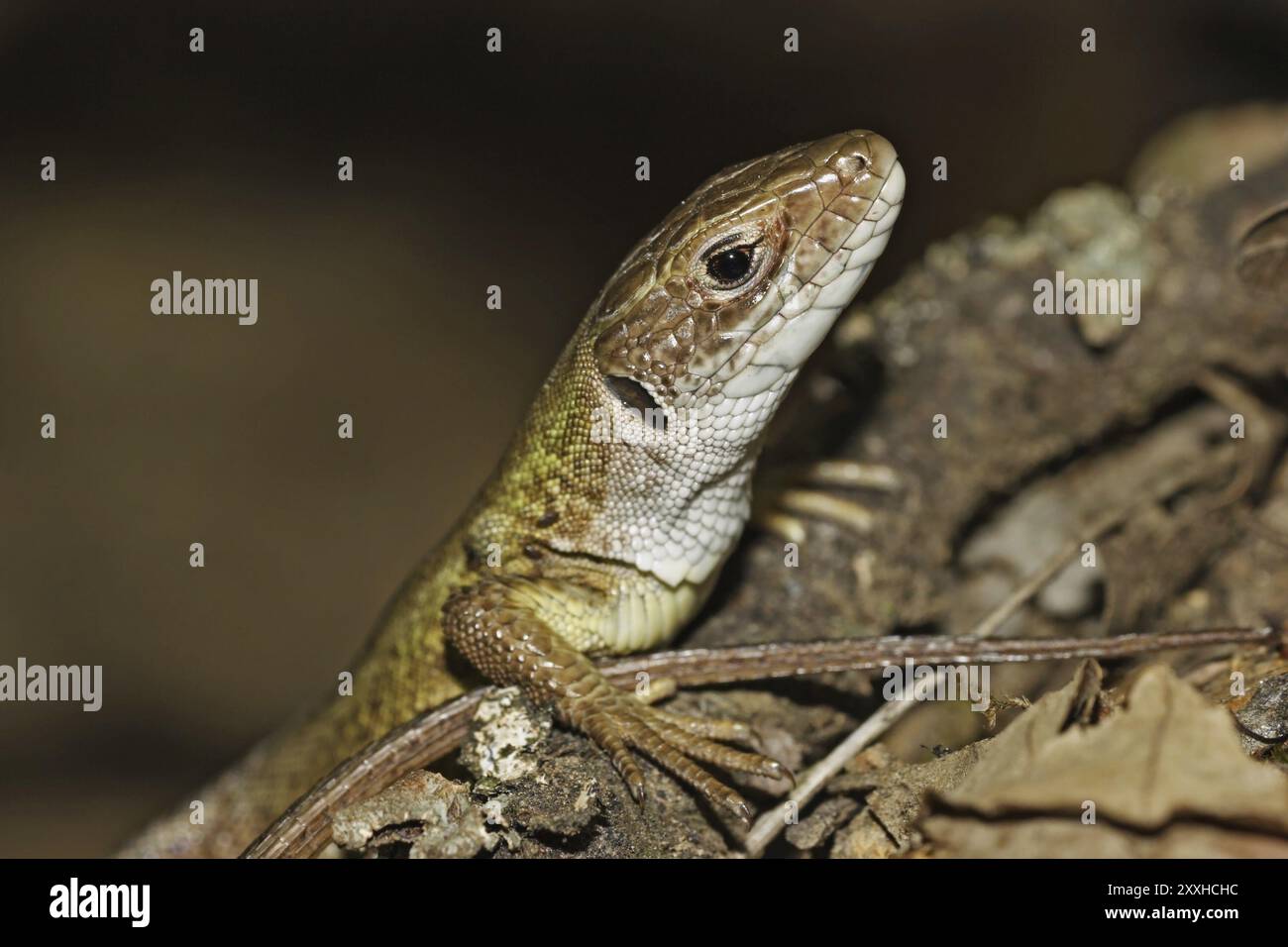 Green lizard, Lacerta viridis, European green lizard Stock Photo - Alamy