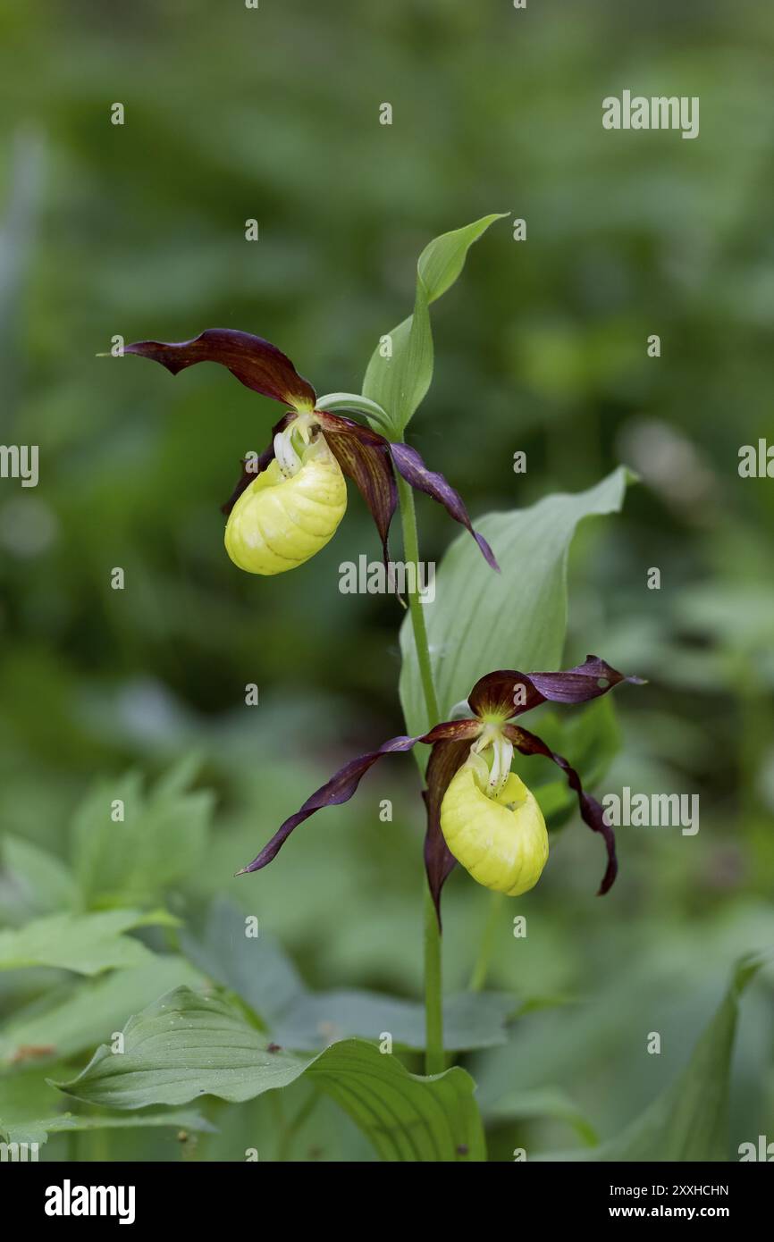 Ladies slipper orchid (Cypripedium calceolus Stock Photo - Alamy
