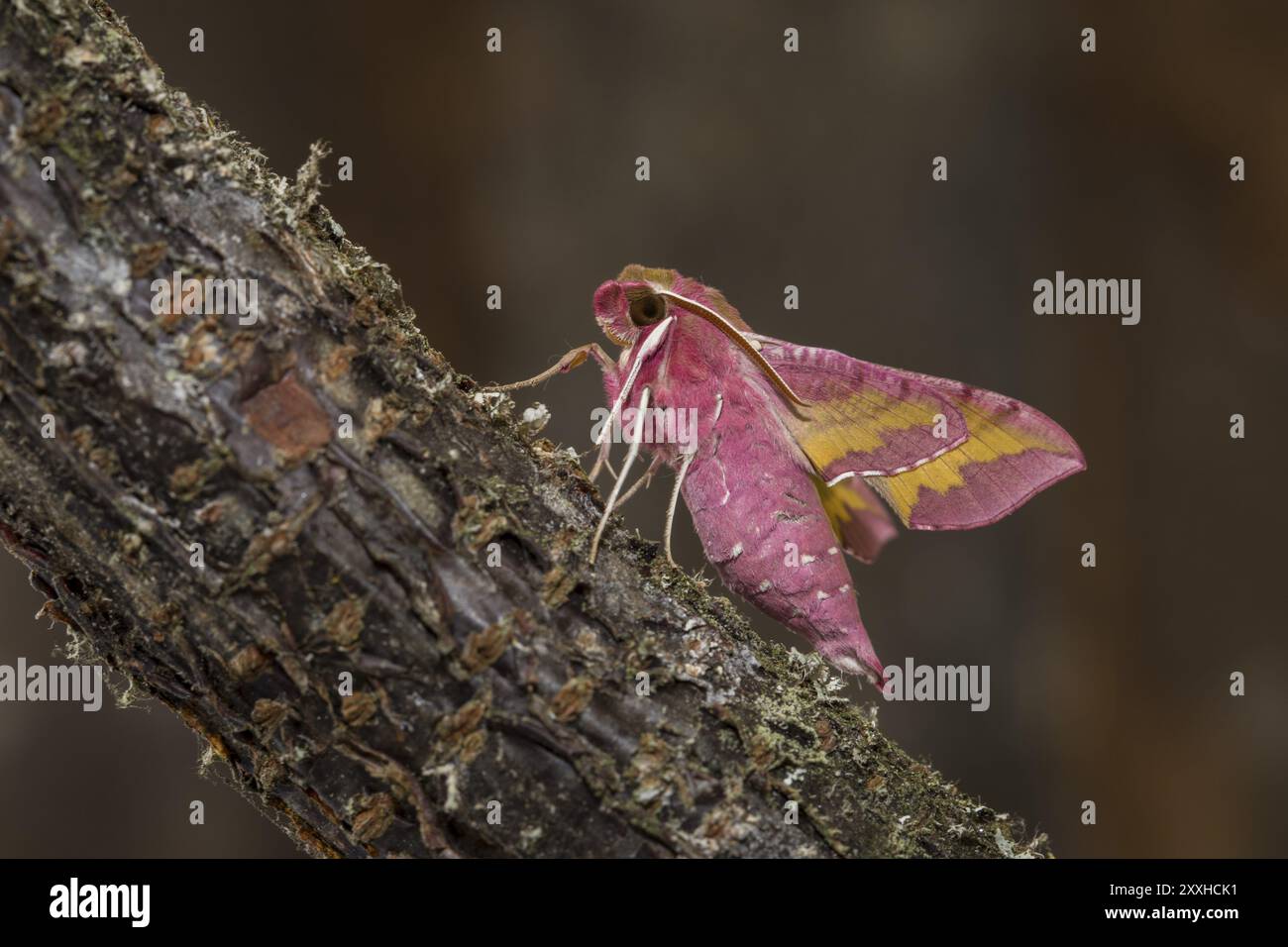 Small elephant hawk-moth Deilephila porcellus, small elephant hawk-moth Stock Photo - Alamy