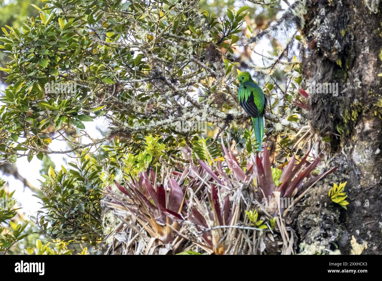 Resplendent quetzals (Pharomachrus mocinno) sitting on a tree in the ...