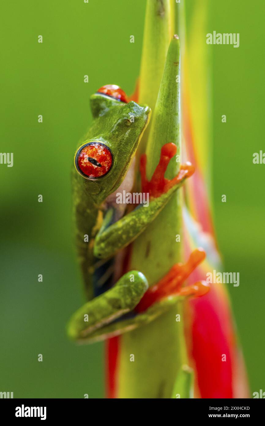 Red-eyed tree frog (Agalychnis callidryas), sitting on the blossom of a ...
