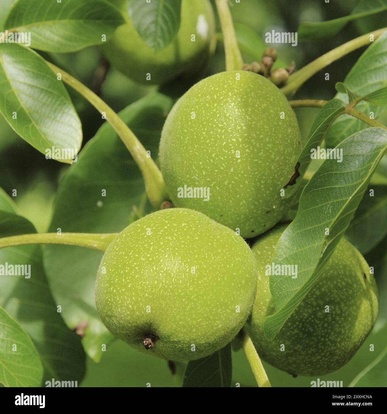 Walnut tree juglans regia branch with fruit hi-res stock photography ...
