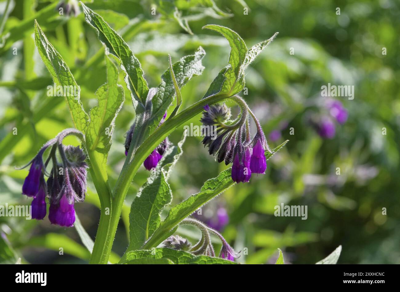 Wild comfrey hi-res stock photography and images - Alamy
