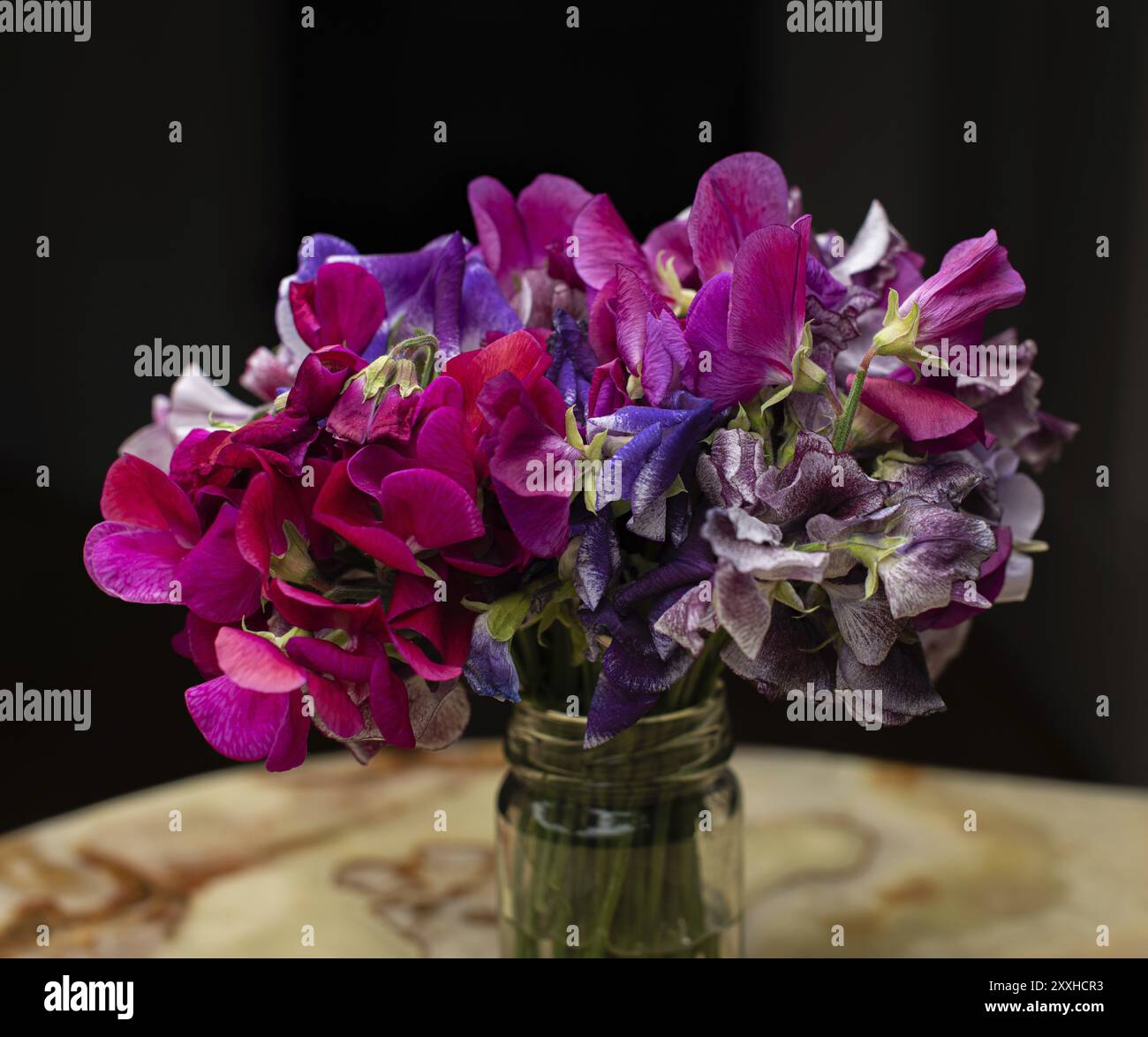 Purple sweet pea flowers blooming Stock Photo - Alamy