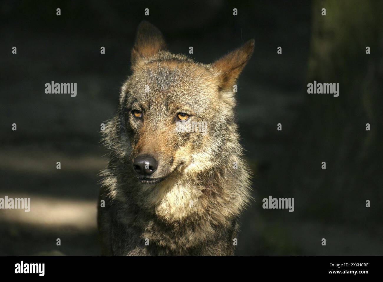 Tired wildlife hi-res stock photography and images - Alamy