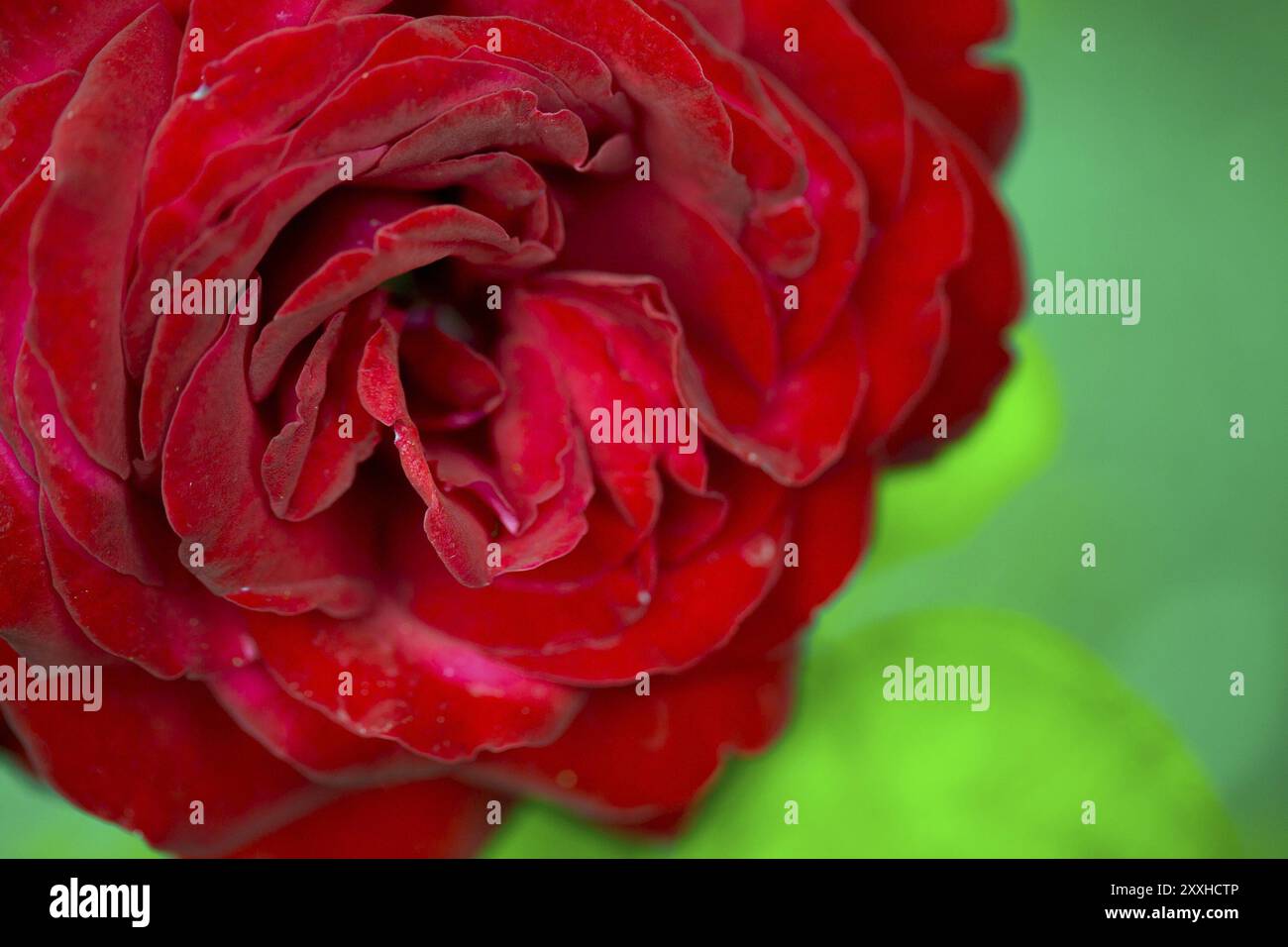 Close-up of an intense red rose Stock Photo - Alamy