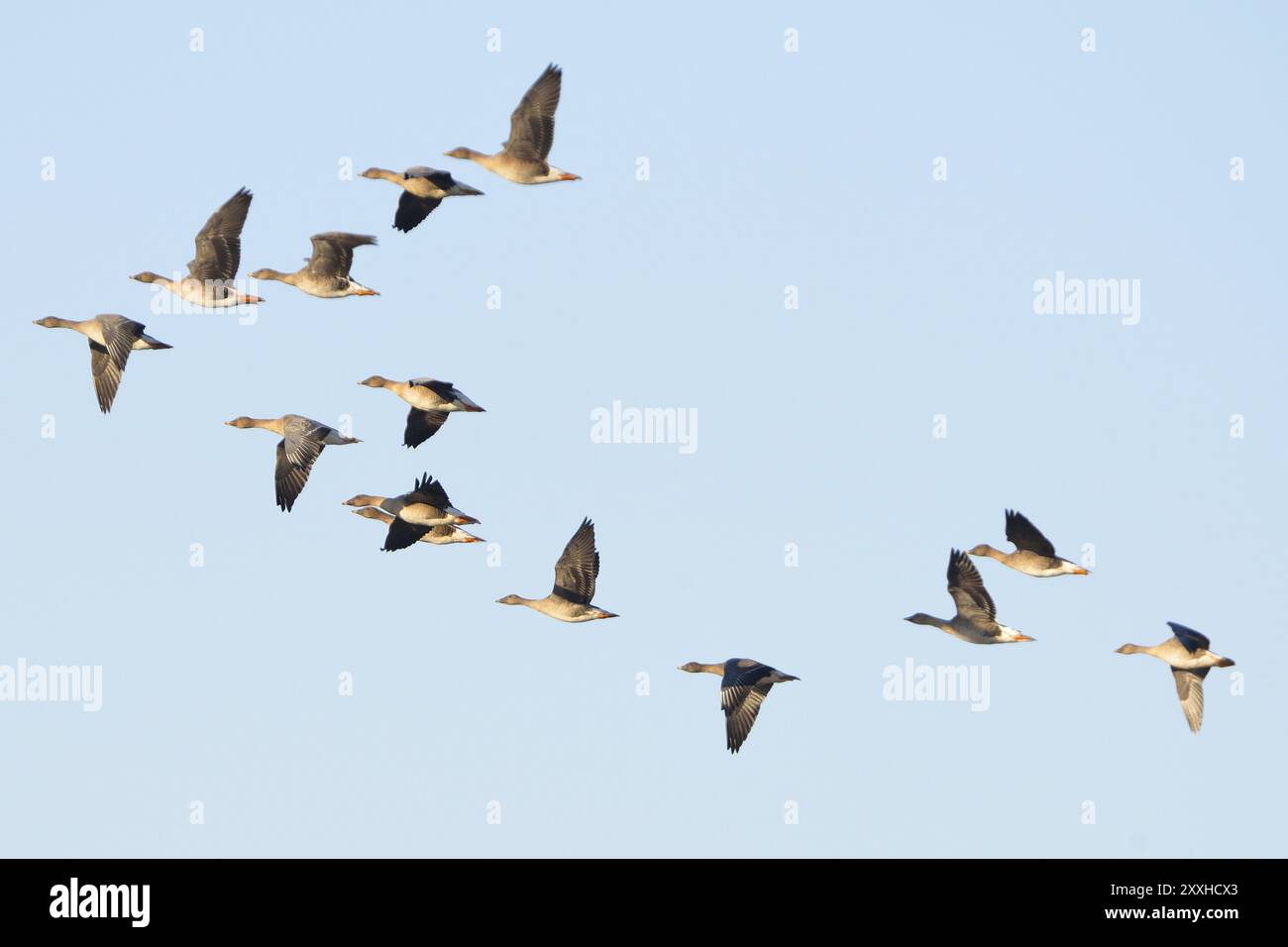 Flying Bean Geese (Anser fabalis), Upper Lusatia, Bean goose flight ...