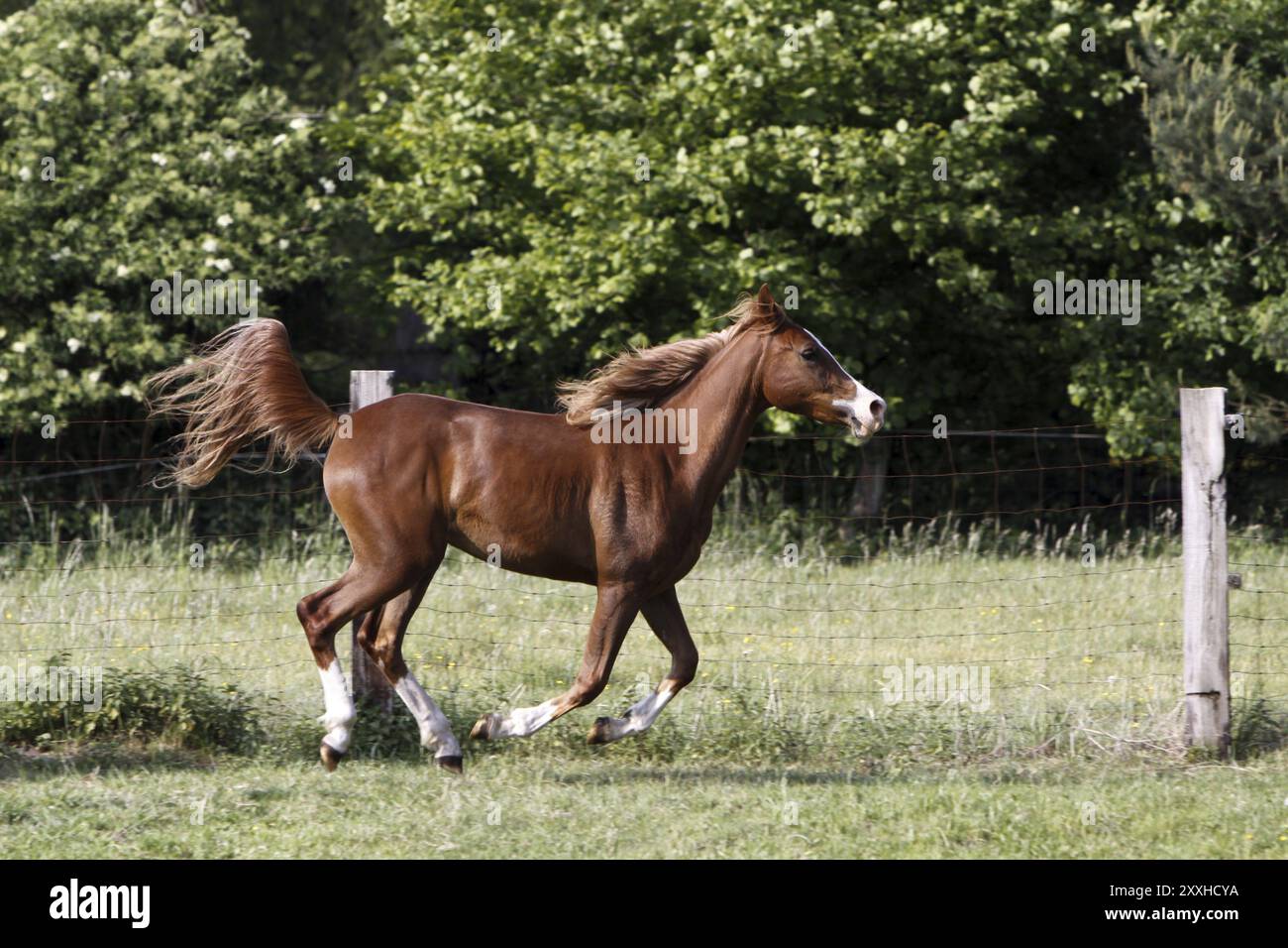 Fast arabian horse hi-res stock photography and images - Alamy