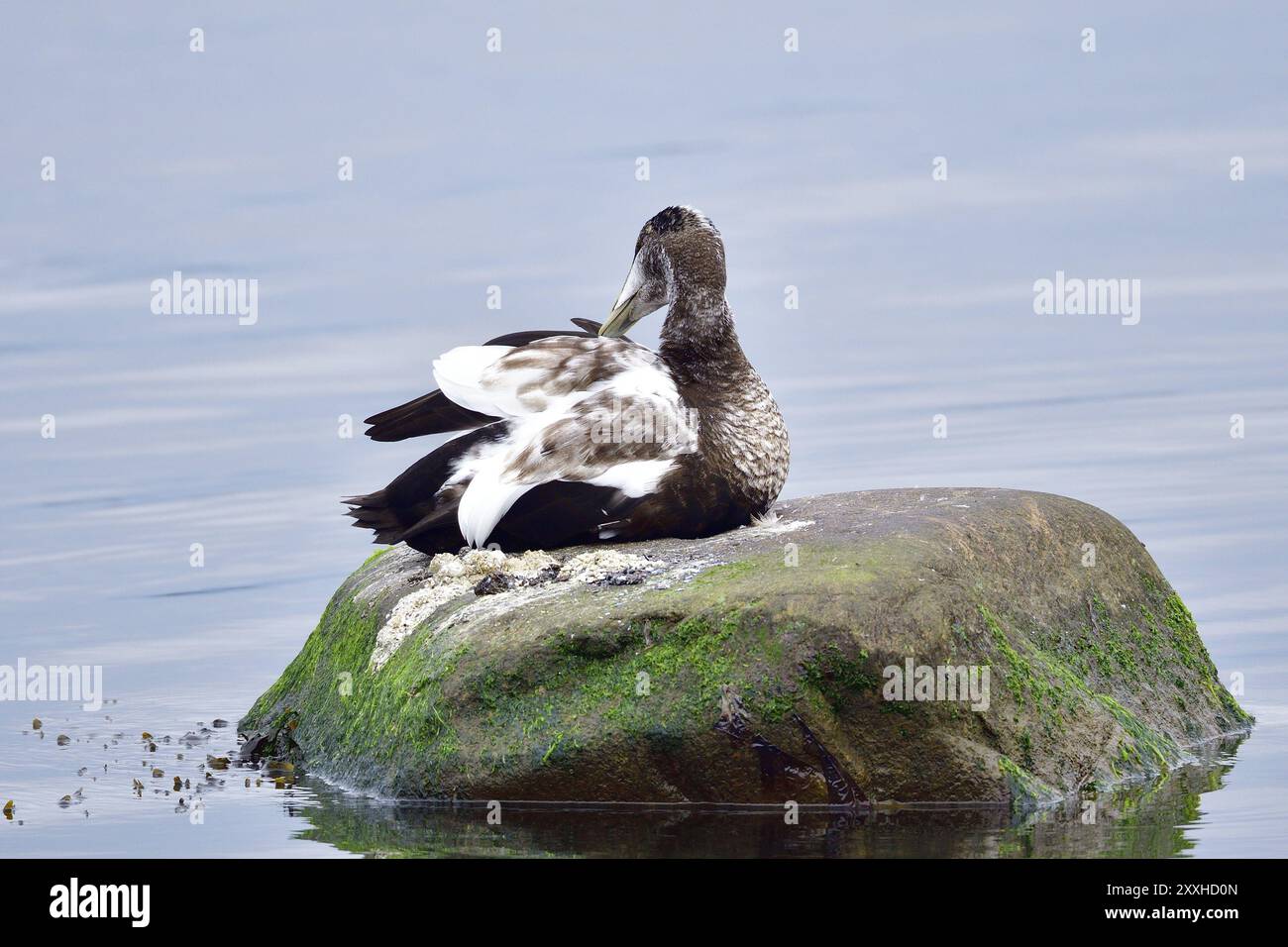 Feathers plumage male north hi-res stock photography and images - Alamy